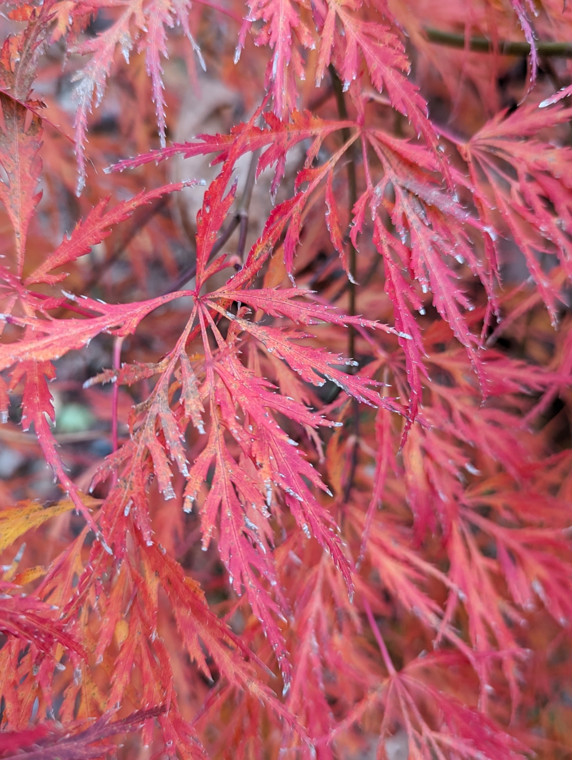 Mid-November in My Japanese Maple Grove - The Martha Stewart Blog