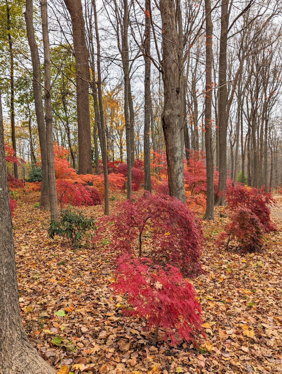 Mid-November in My Japanese Maple Grove - The Martha Stewart Blog