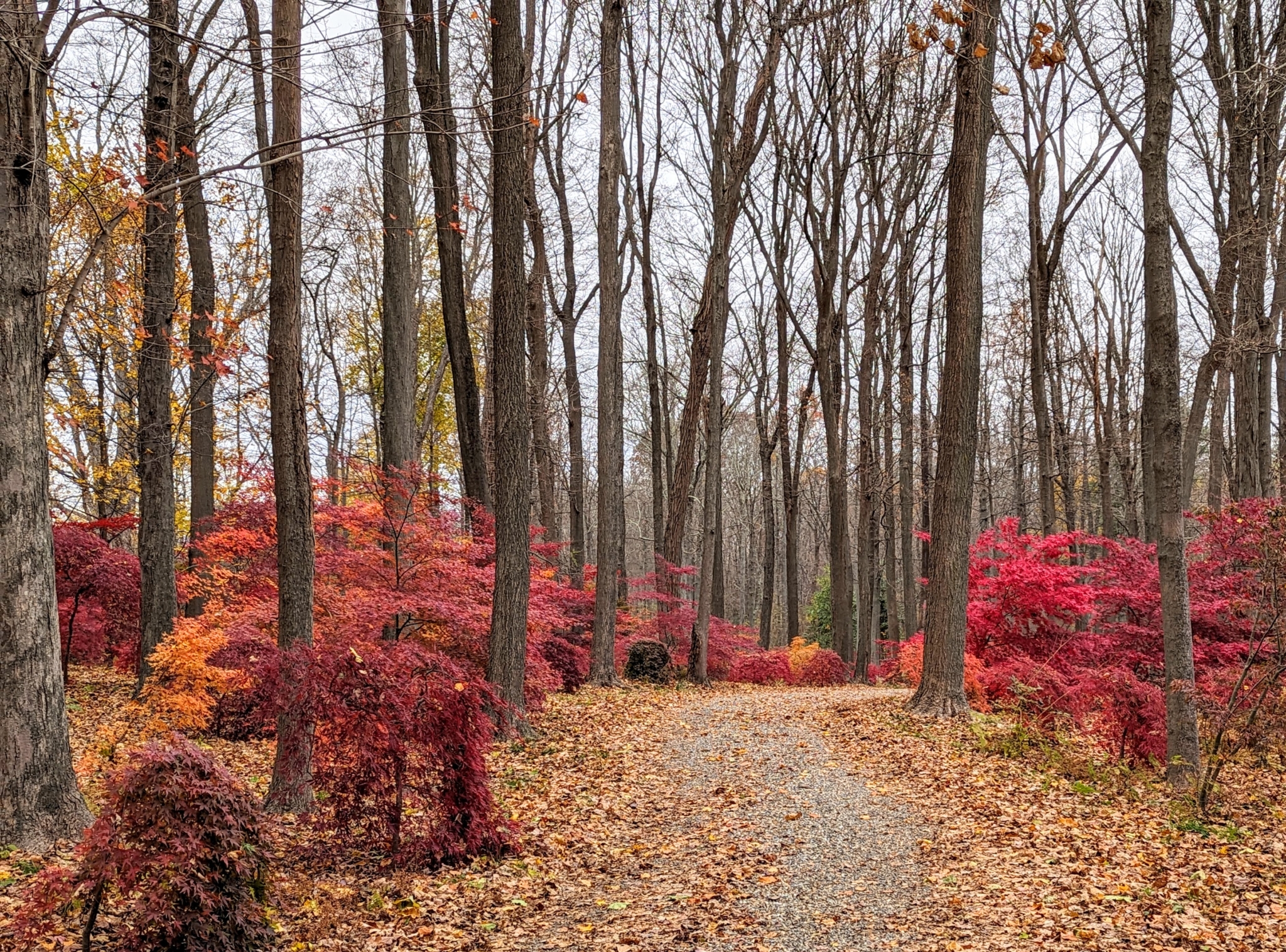 Mid-November in My Japanese Maple Grove - The Martha Stewart Blog
