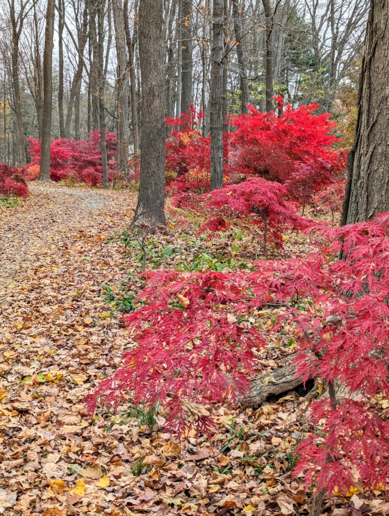 Mid-November in My Japanese Maple Grove - The Martha Stewart Blog