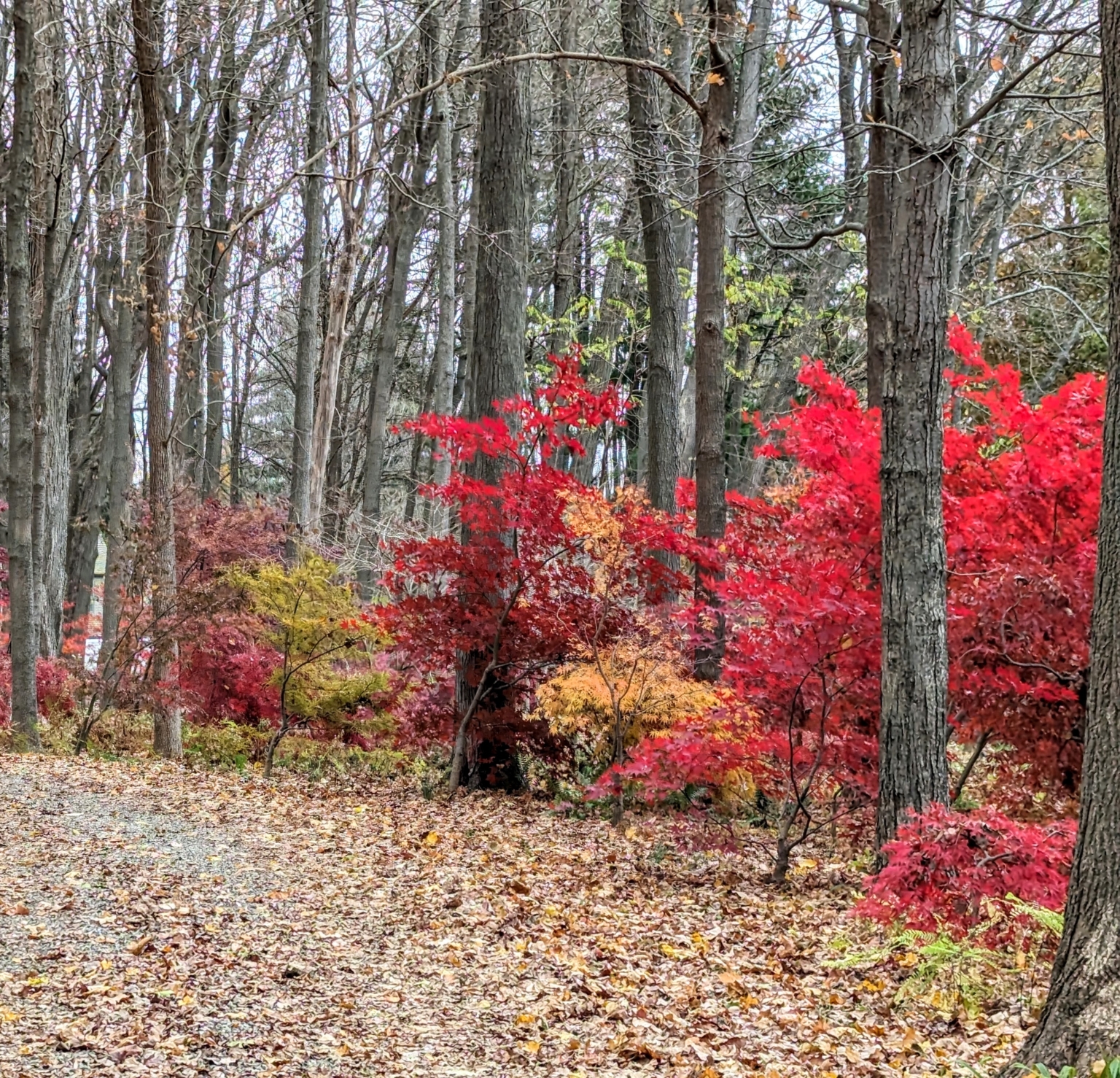 Mid-November in My Japanese Maple Grove - The Martha Stewart Blog