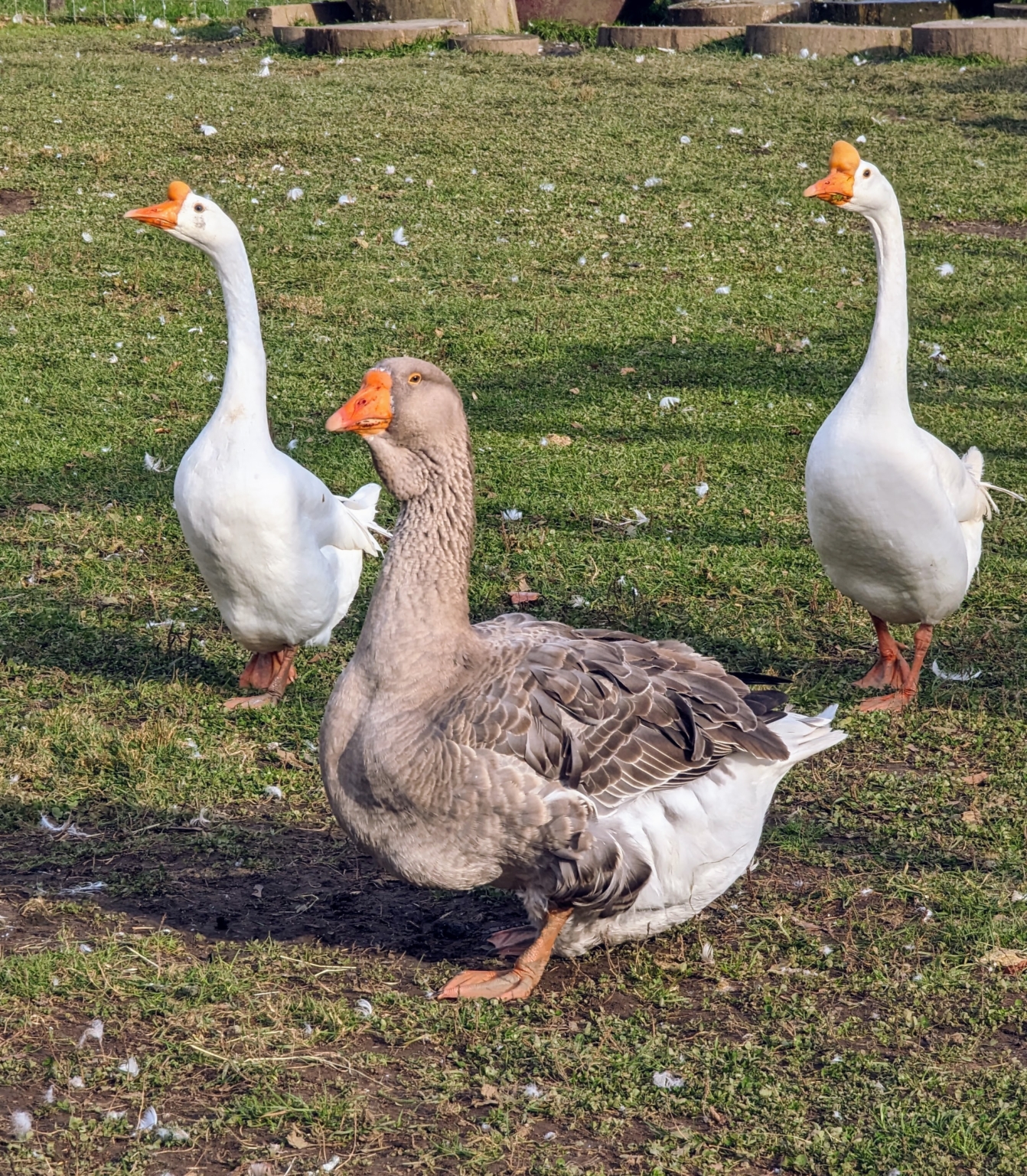 The Martha Stewart Blog : Blog Archive My Geese in Autumn - The Martha ...