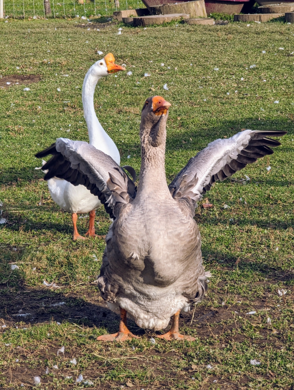 My Geese in Autumn - The Martha Stewart Blog