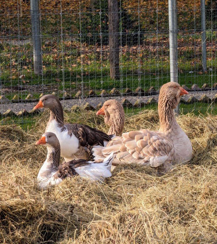 The Martha Stewart Blog : Blog Archive My Geese in Autumn - The Martha ...