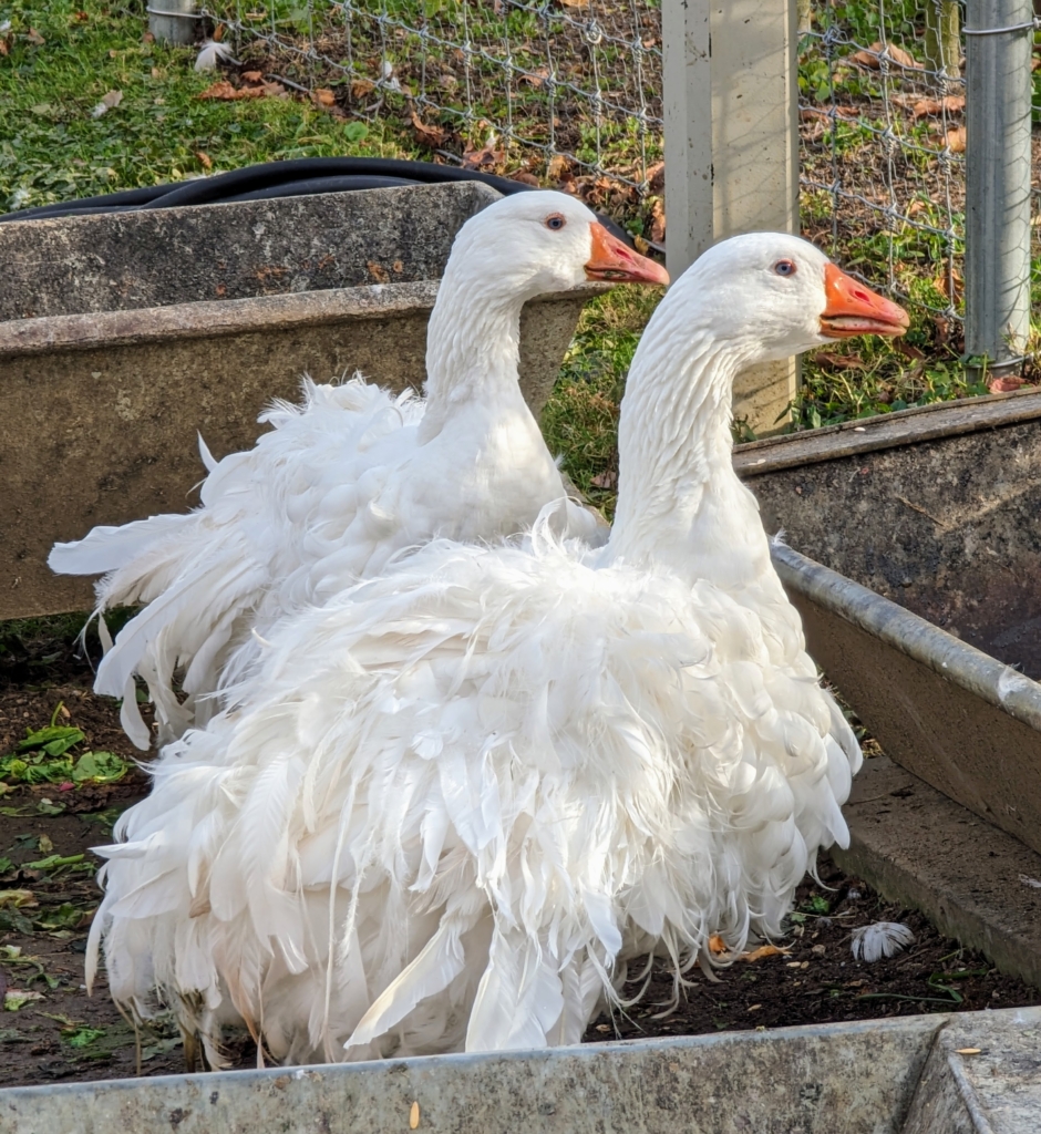 The Martha Stewart Blog : Blog Archive My Geese in Autumn - The Martha ...