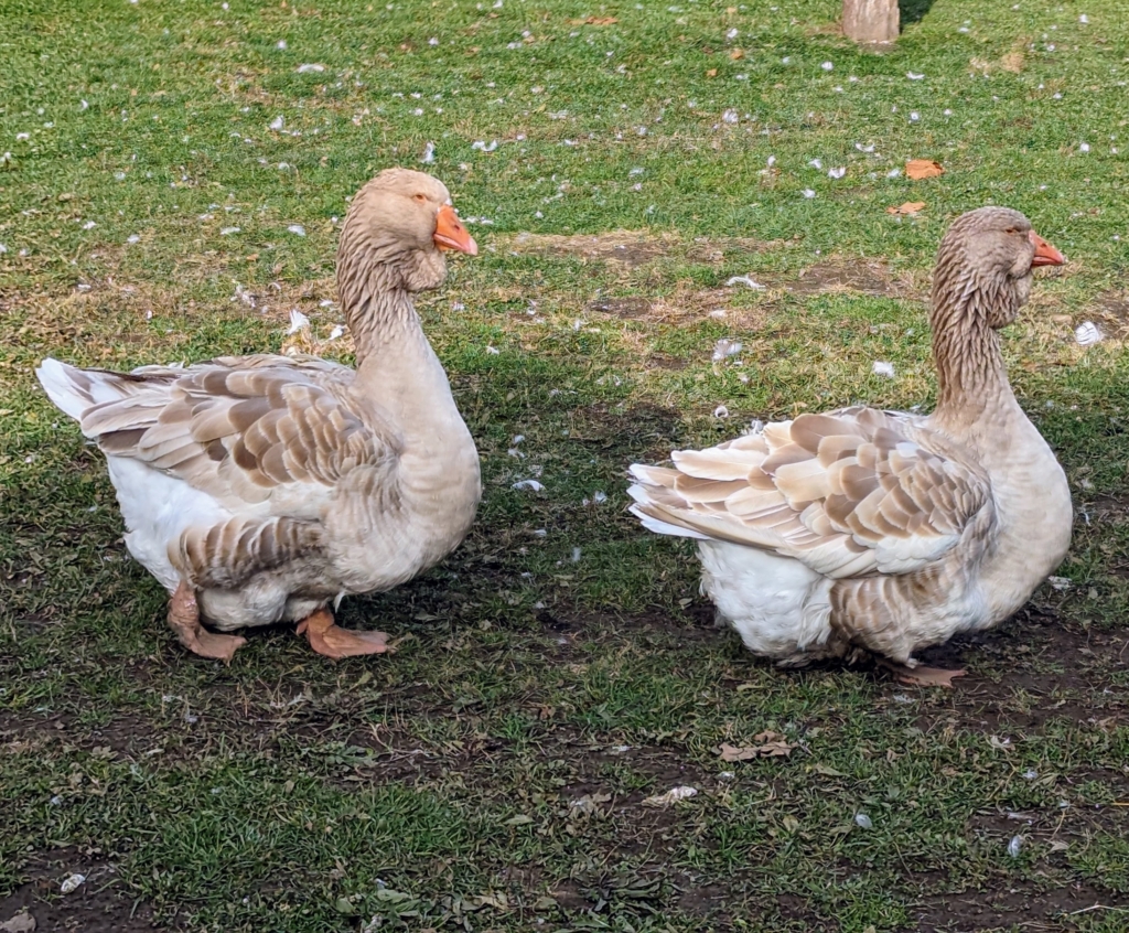 The Martha Stewart Blog : Blog Archive My Geese in Autumn - The Martha ...