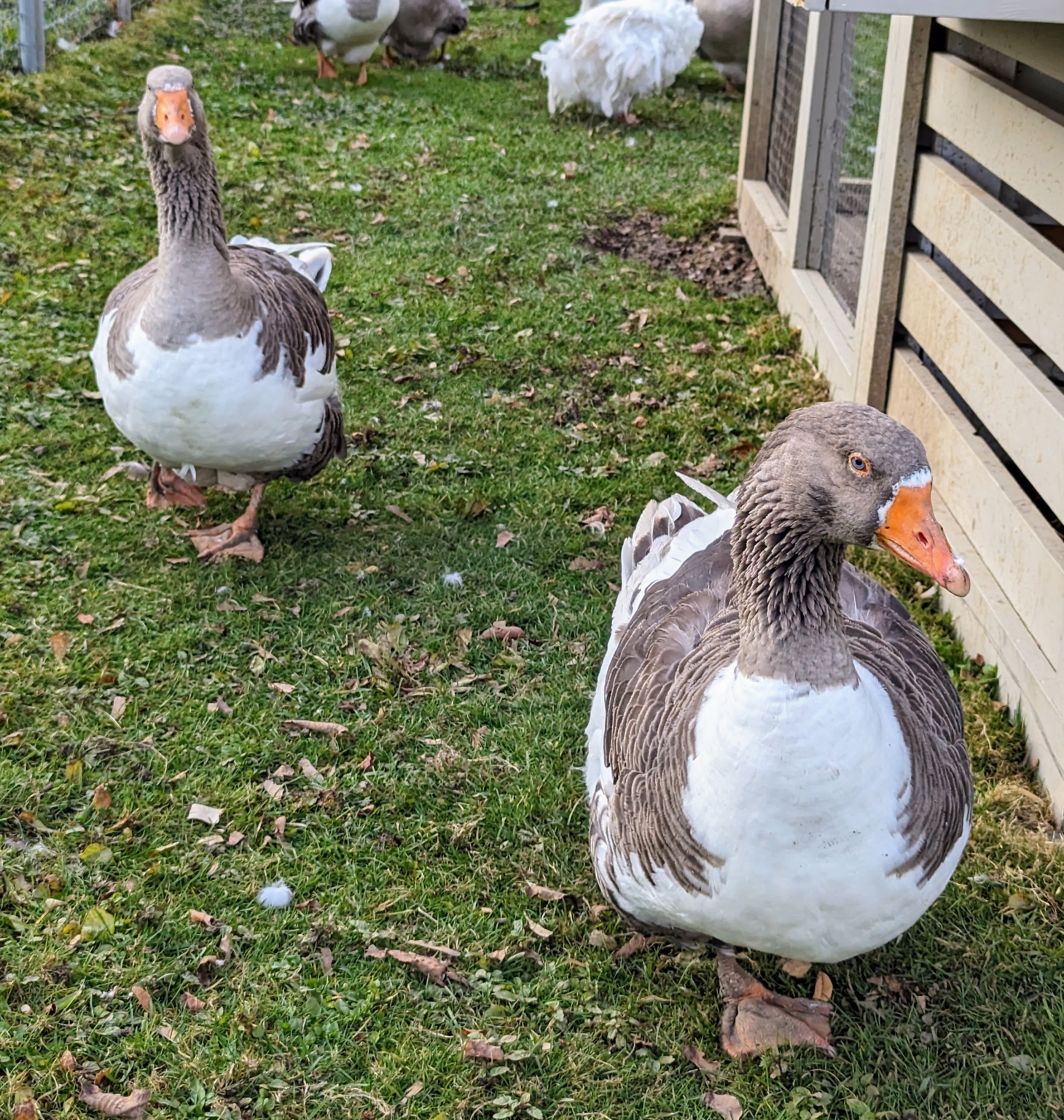 The Martha Stewart Blog : Blog Archive My Geese in Autumn - The Martha ...