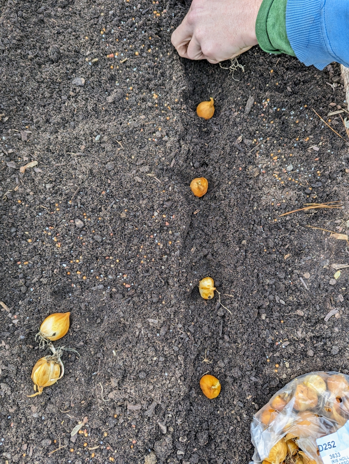 Planting Spring-Blooming Dutch Iris Bulbs - The Martha Stewart Blog