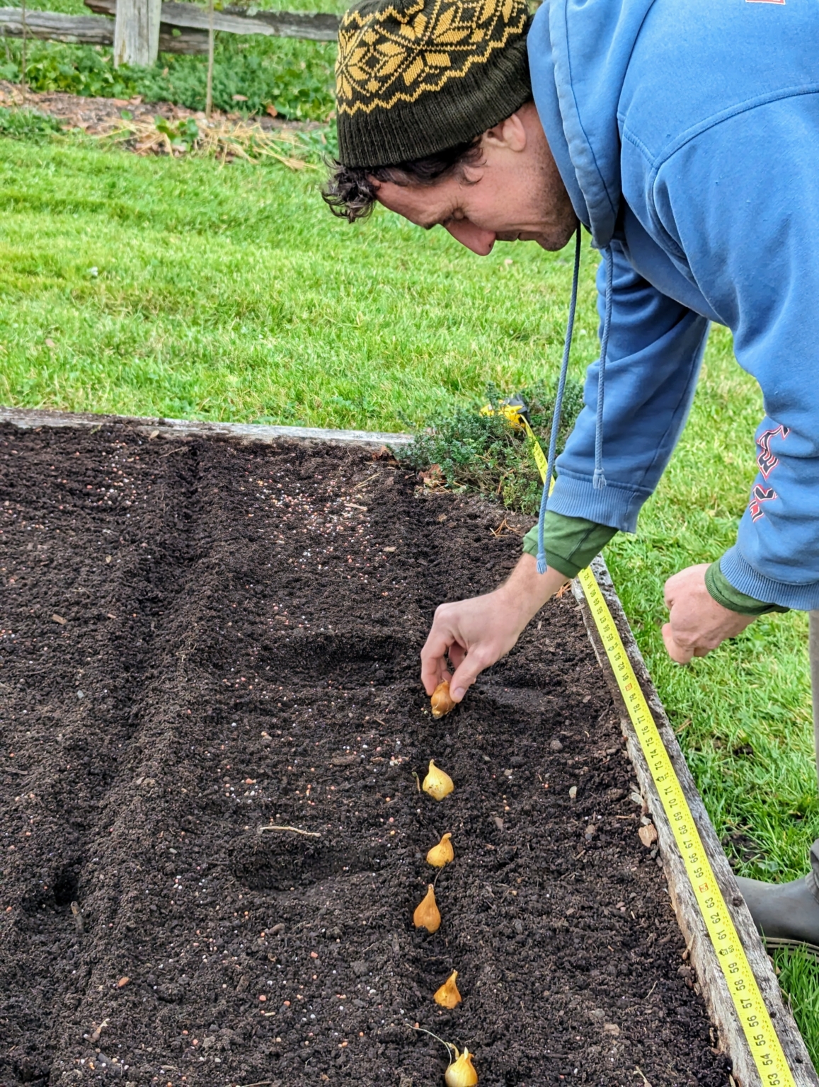 Planting Spring-Blooming Dutch Iris Bulbs - The Martha Stewart Blog