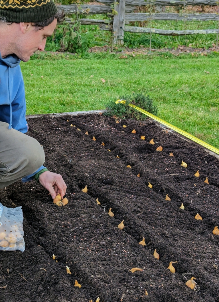 Planting Spring-Blooming Dutch Iris Bulbs - The Martha Stewart Blog