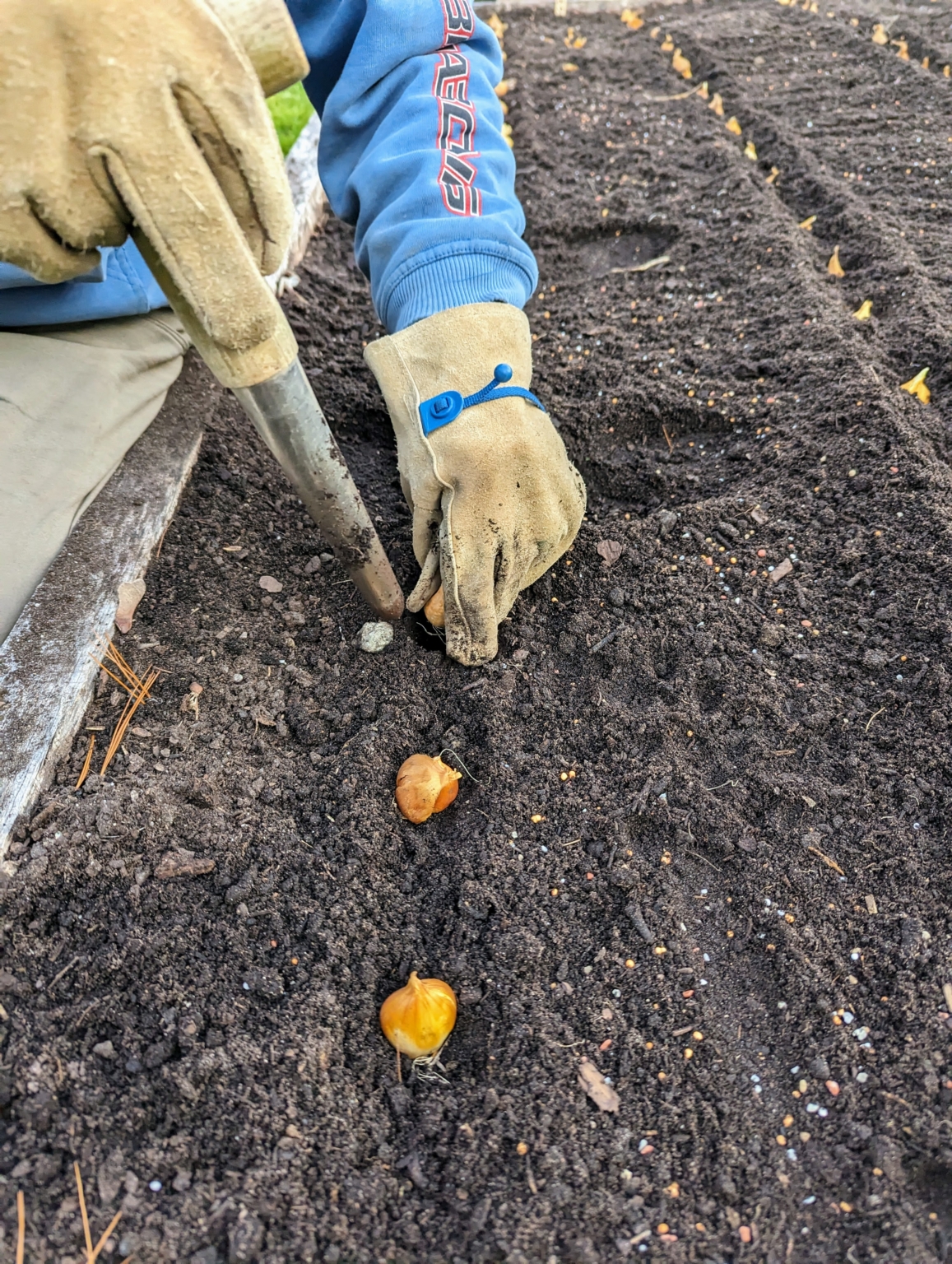 Planting Spring-Blooming Dutch Iris Bulbs - The Martha Stewart Blog