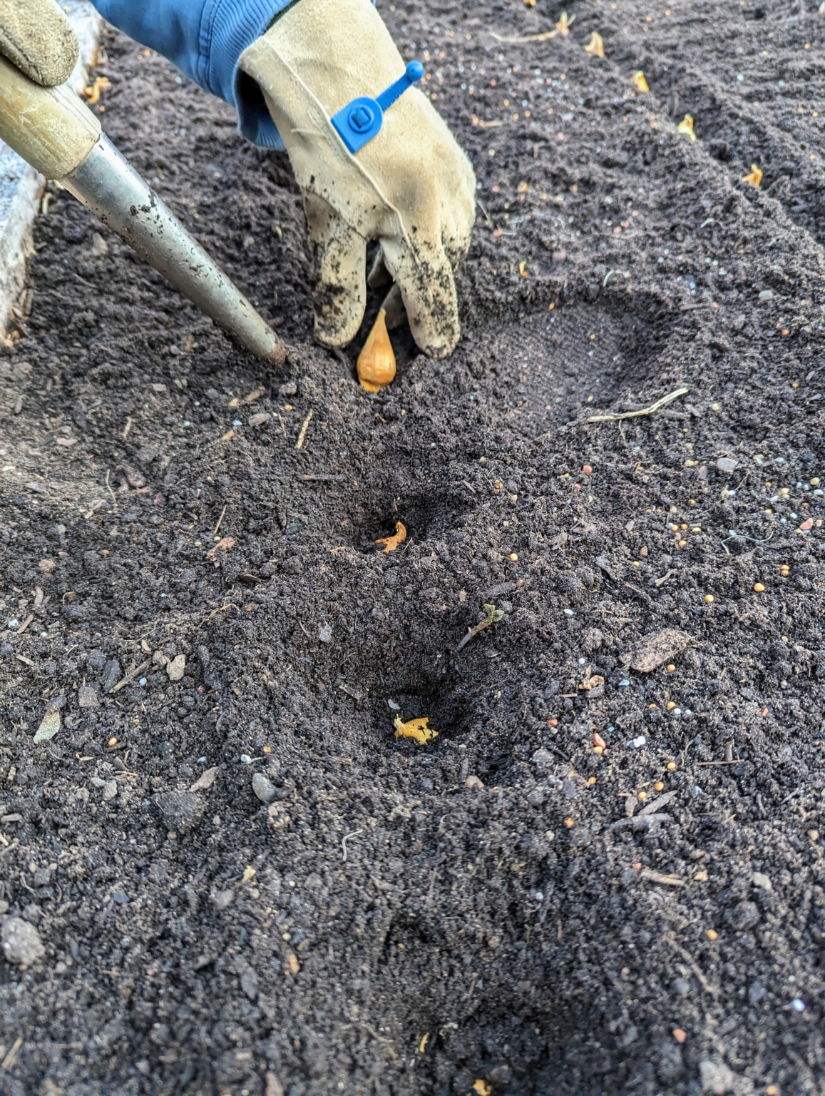 Planting Spring-Blooming Dutch Iris Bulbs - The Martha Stewart Blog