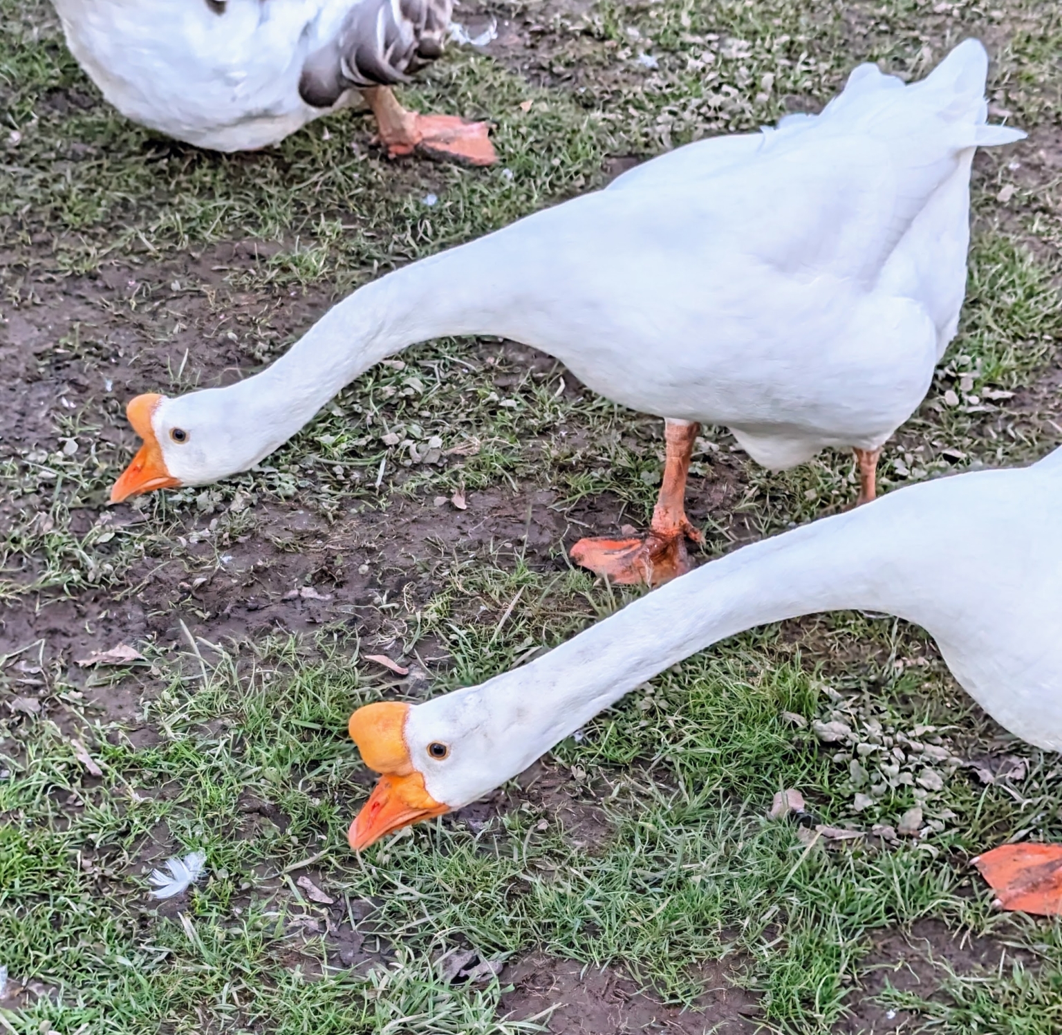 The Martha Stewart Blog : Blog Archive My Geese in Autumn - The Martha ...