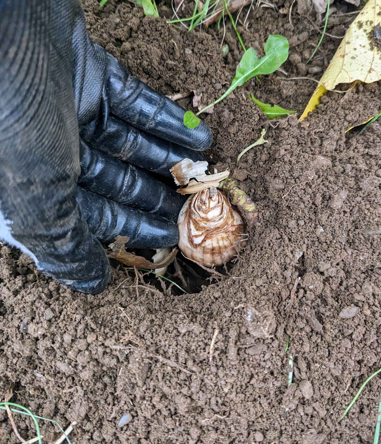 Planting Daffodil Bulbs In The Long Border The Martha Stewart Blog