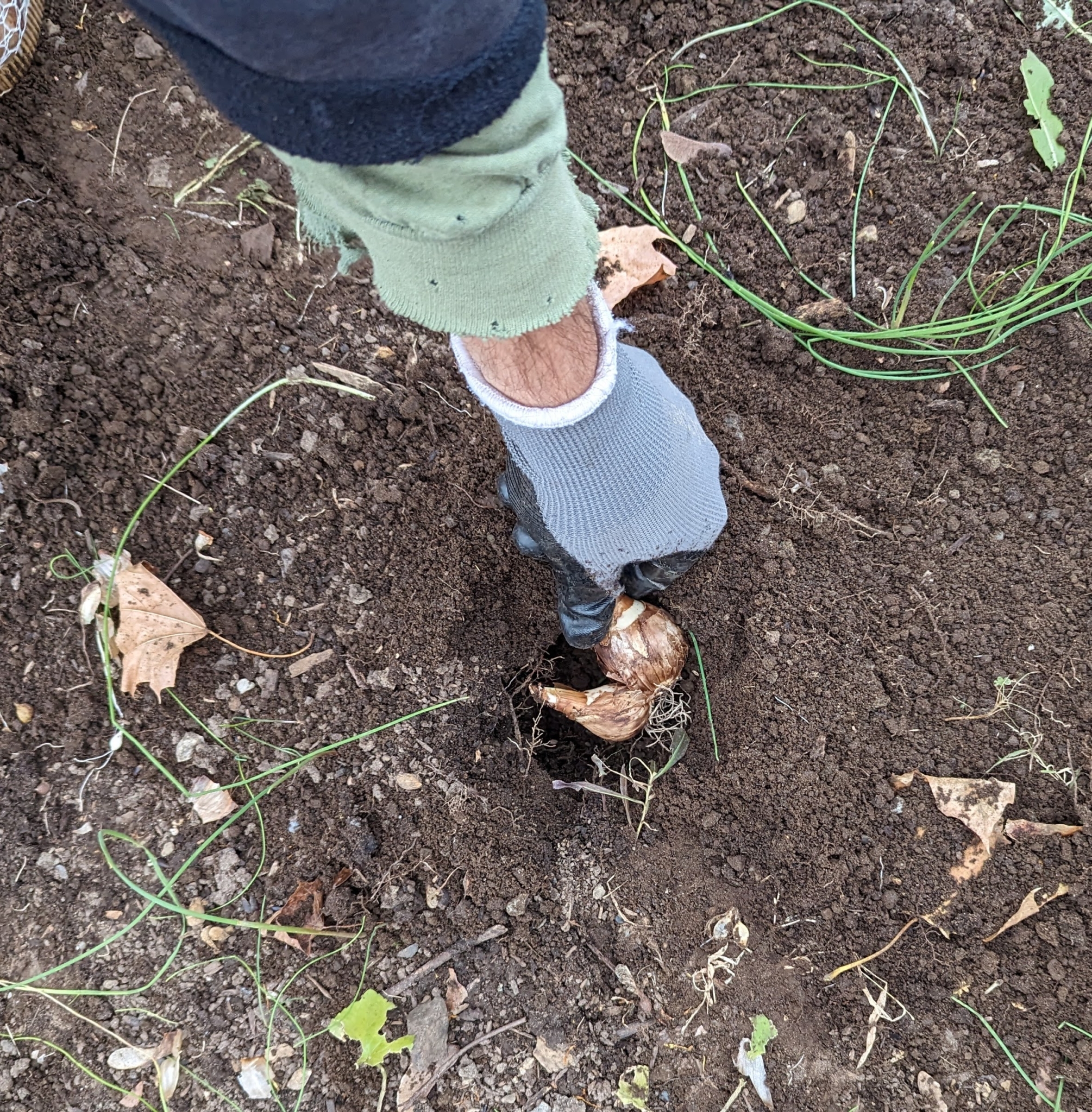 Planting Daffodil Bulbs in the Long Border - The Martha Stewart Blog