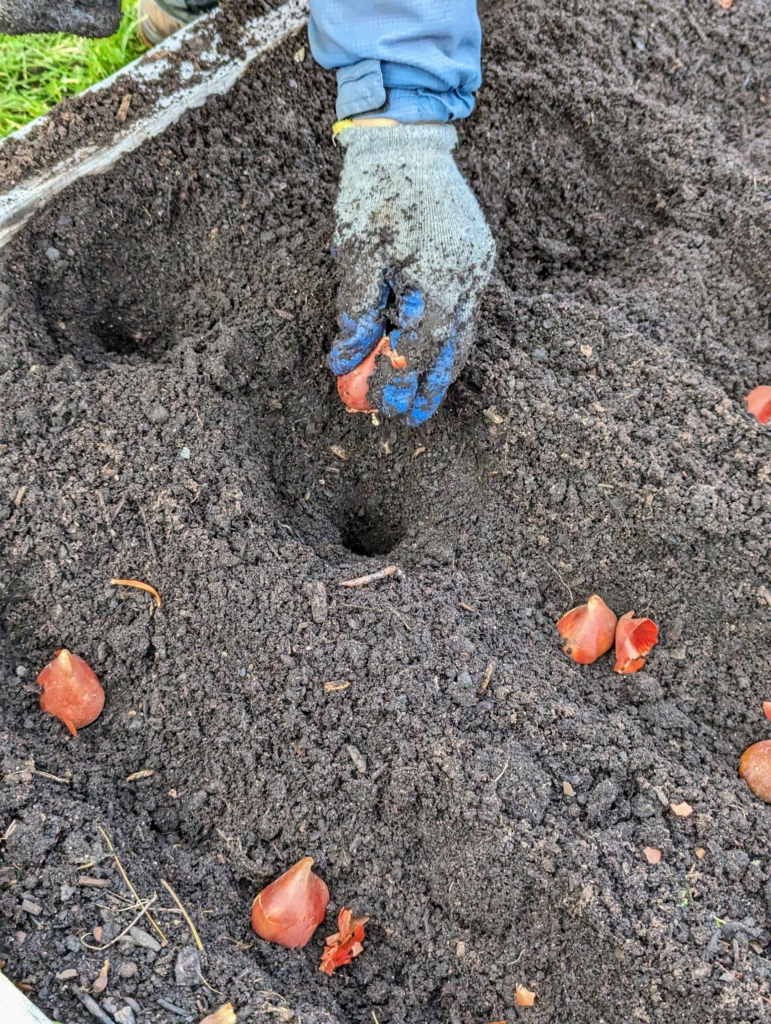 Planting Hundreds of Tulip Bulbs - The Martha Stewart Blog