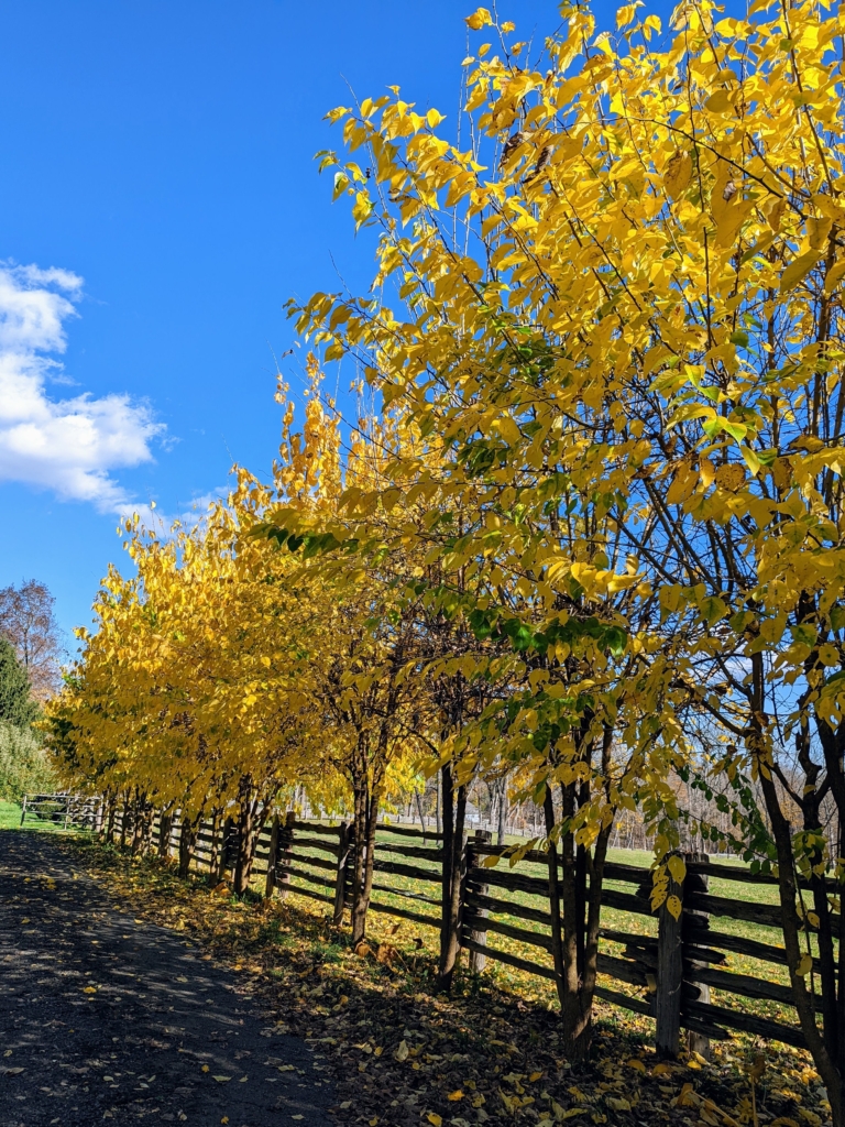 Late Autumn Fruits Around the Farm - The Martha Stewart Blog