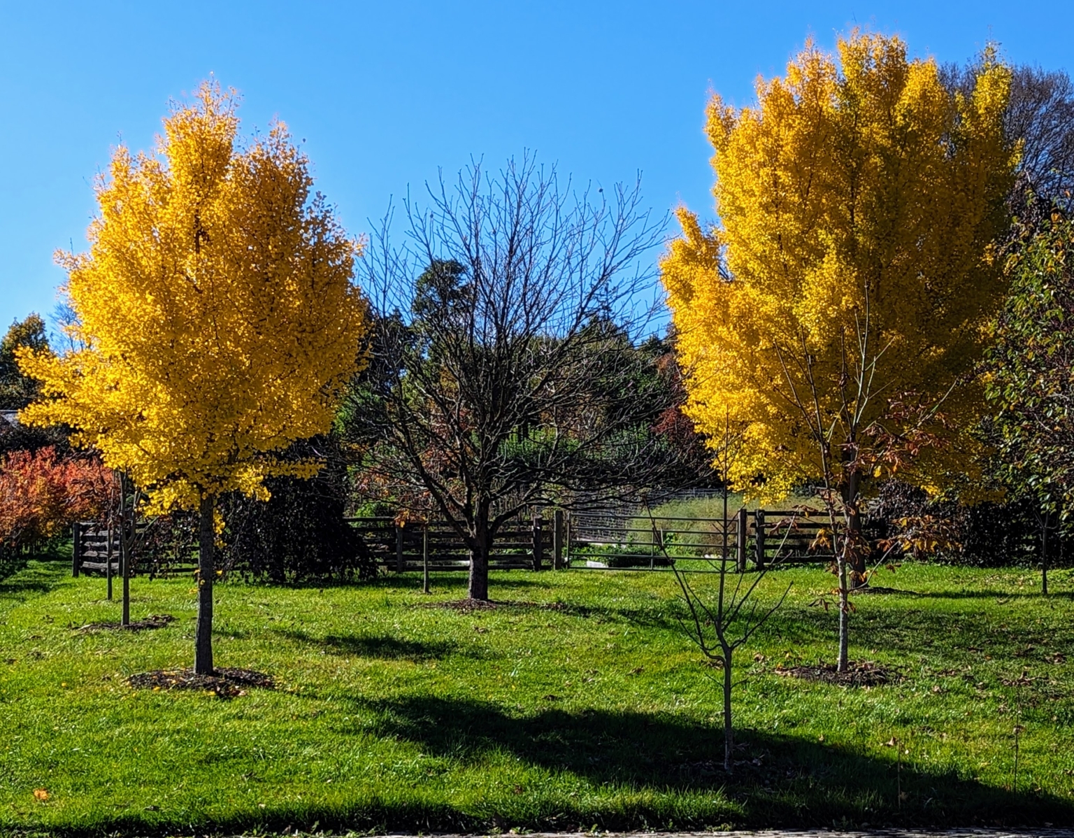 The Ginkgo Trees at My Farm - The Martha Stewart Blog