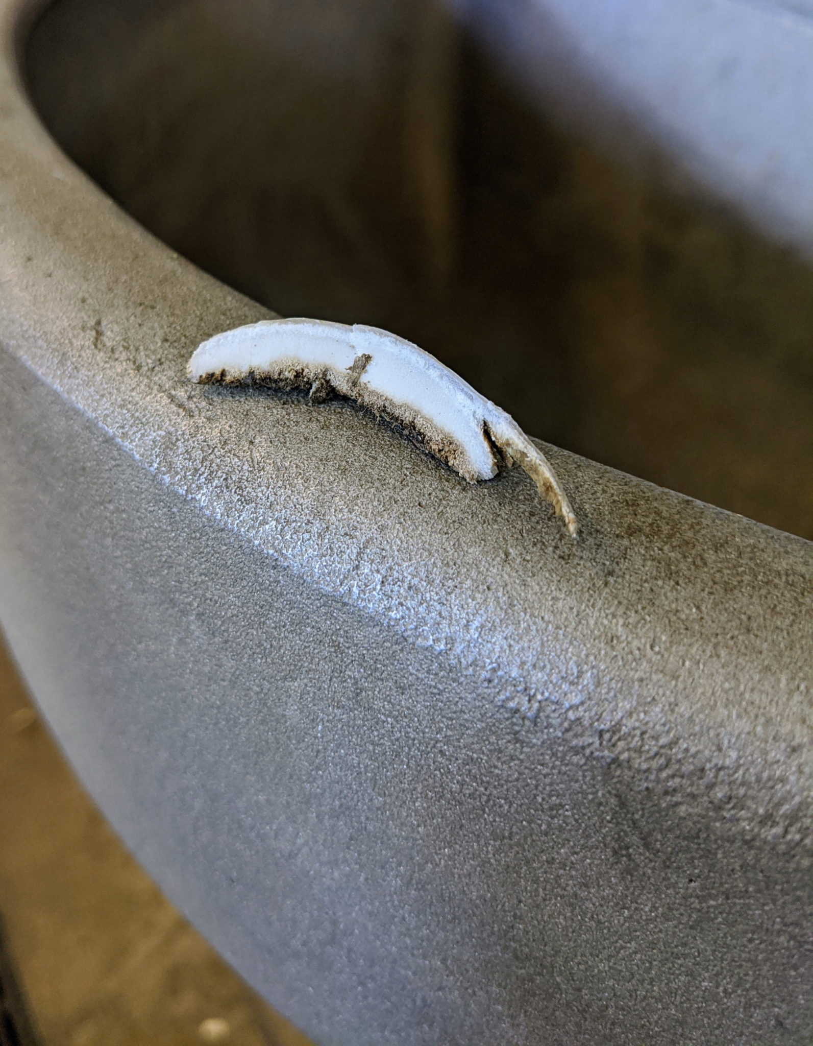 Caring for My Donkeys' Hooves - The Martha Stewart Blog