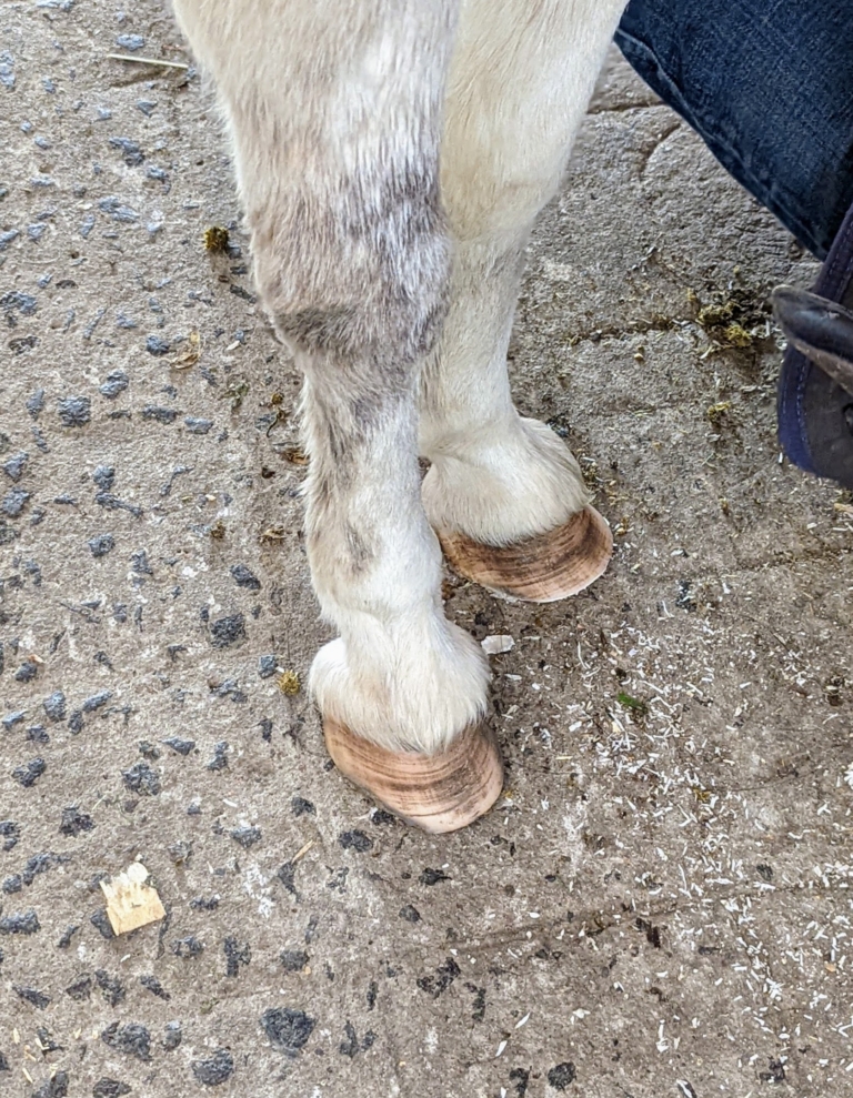 Caring for My Donkeys' Hooves - The Martha Stewart Blog
