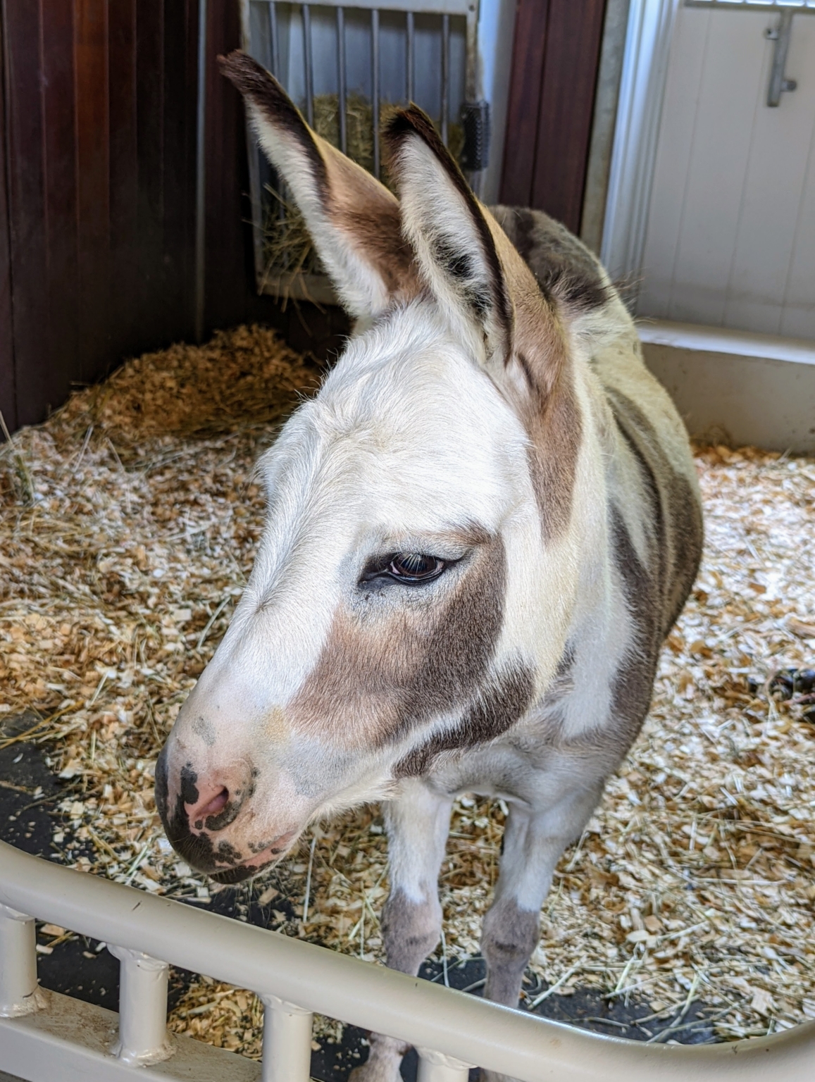 Caring for My Donkeys' Hooves - The Martha Stewart Blog