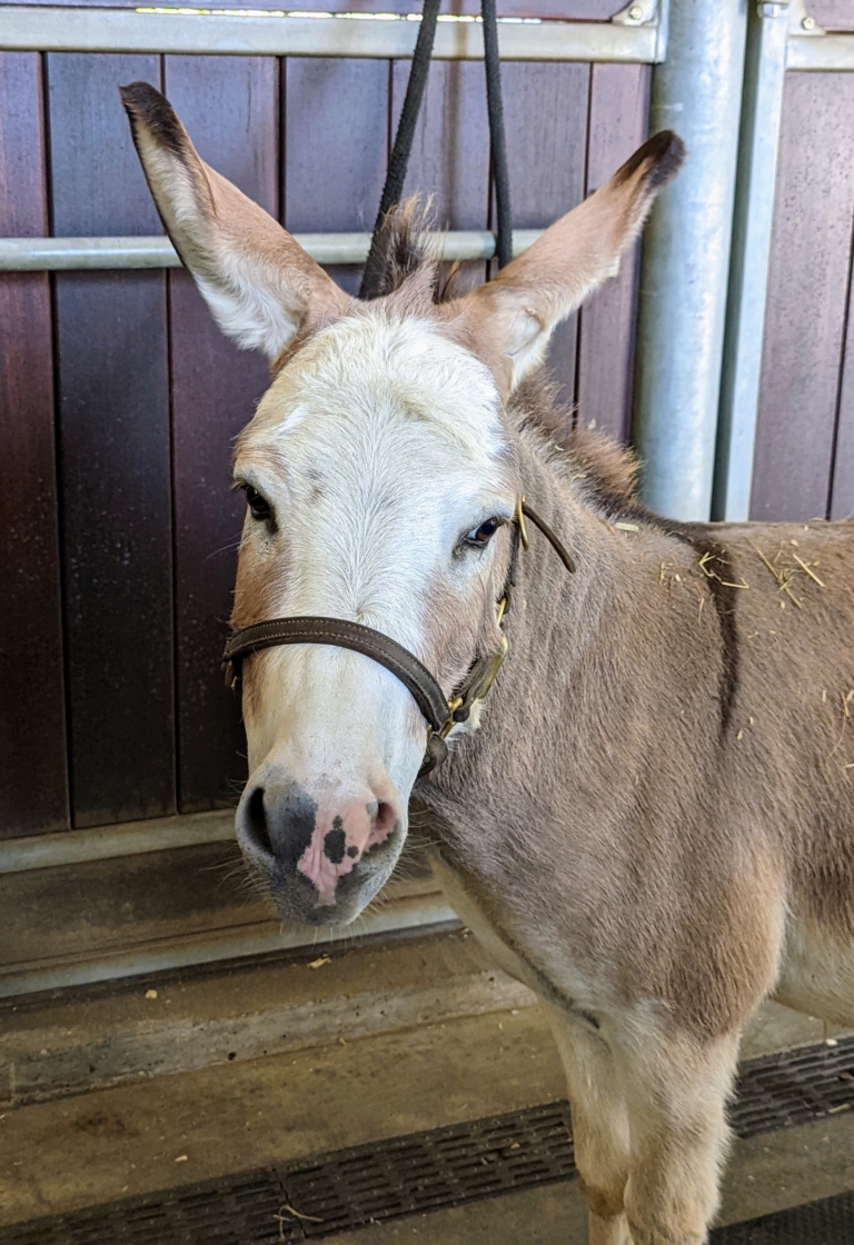Caring for My Donkeys' Hooves - The Martha Stewart Blog