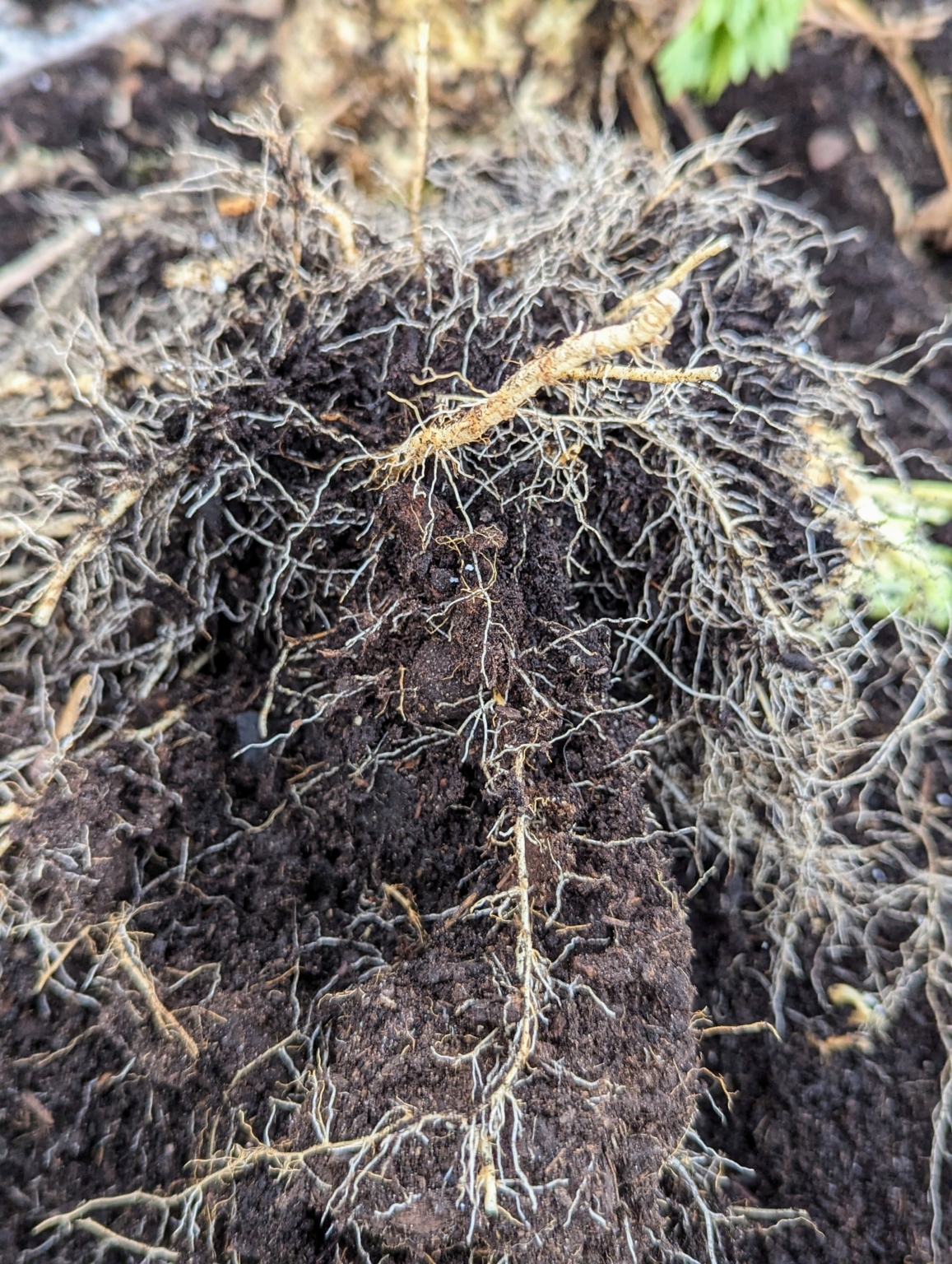 Harvesting Parsnips and Celeriac - The Martha Stewart Blog