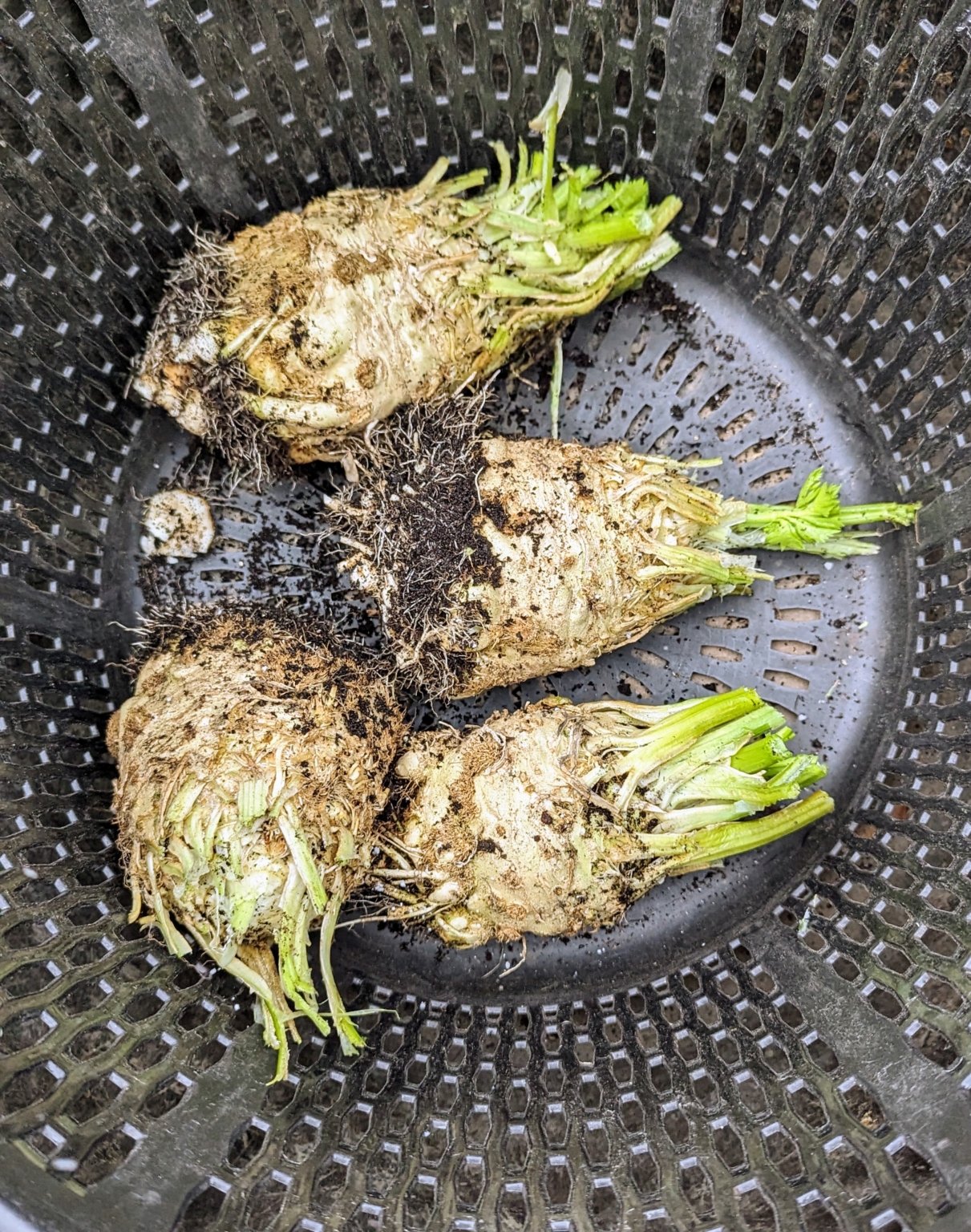 Harvesting Parsnips and Celeriac - The Martha Stewart Blog