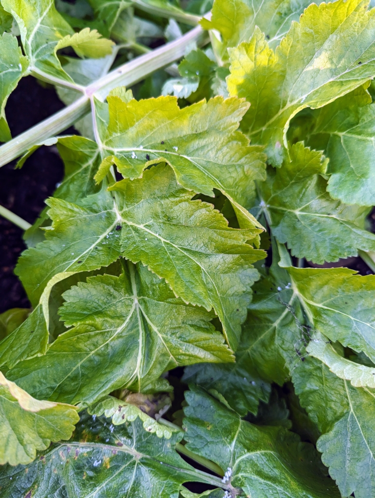 Harvesting Parsnips and Celeriac - The Martha Stewart Blog