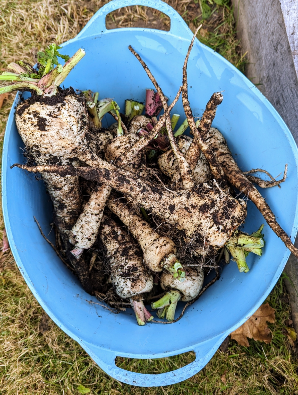 Harvesting Parsnips and Celeriac - The Martha Stewart Blog