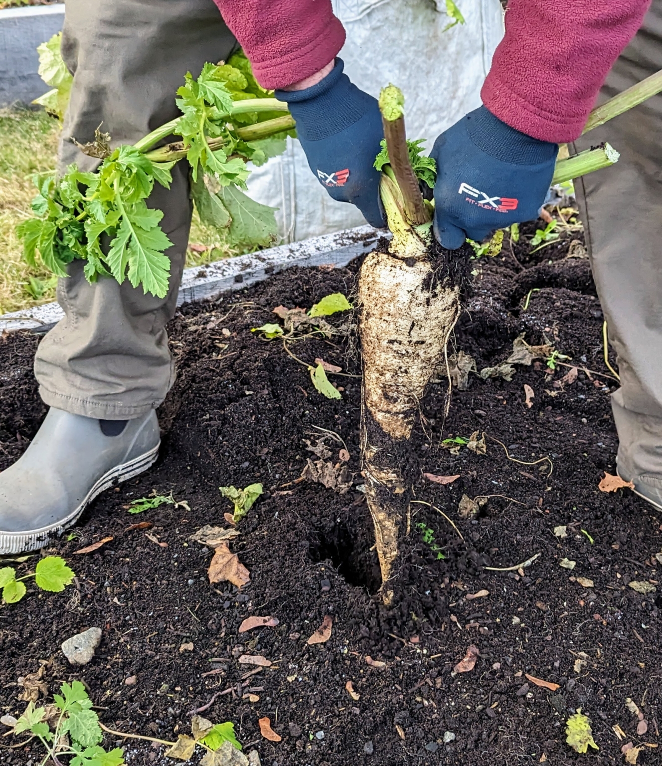 Harvesting Parsnips and Celeriac - The Martha Stewart Blog