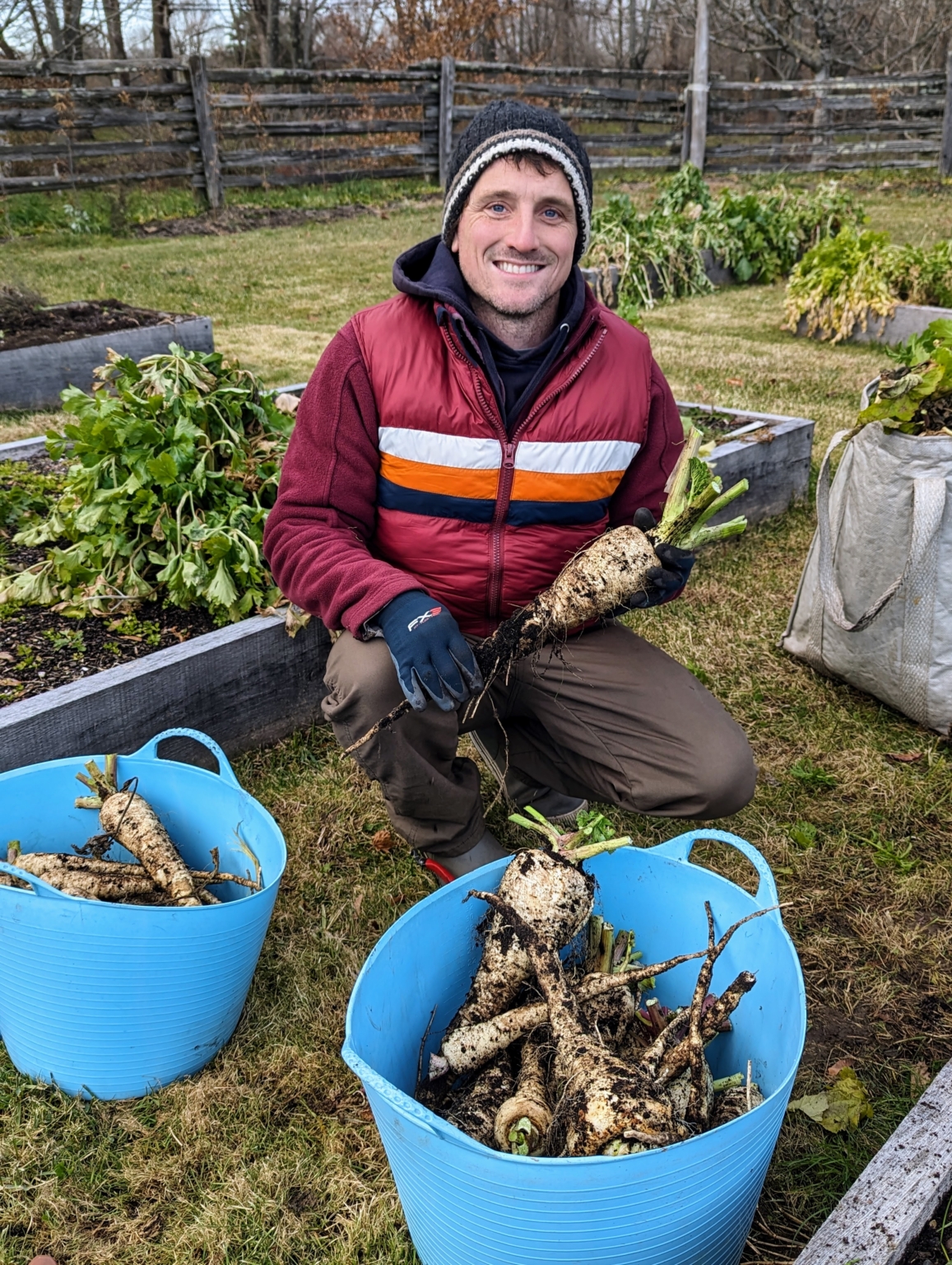 Harvesting Parsnips and Celeriac - The Martha Stewart Blog
