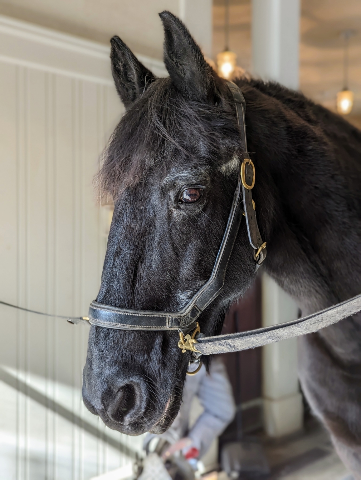 A World Master Farrier Visits My Farm - The Martha Stewart Blog