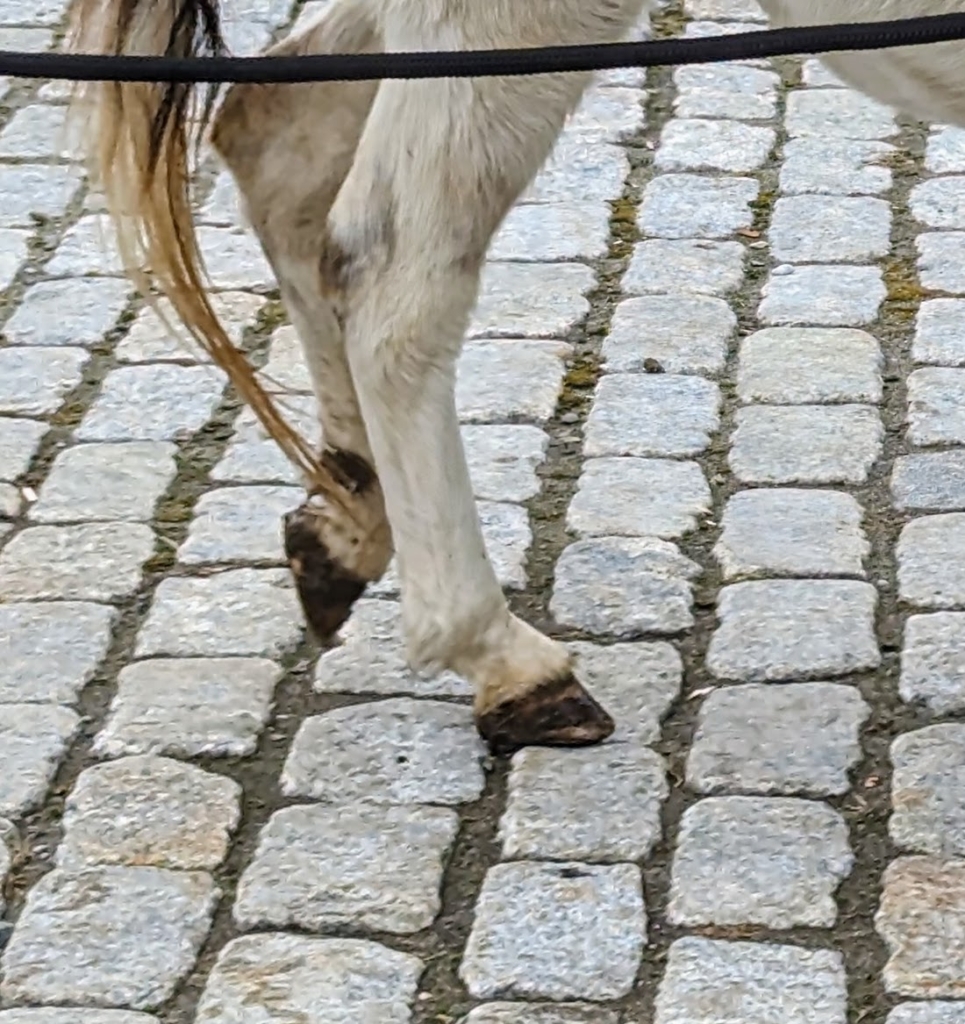 Caring for My Donkeys' Hooves - The Martha Stewart Blog