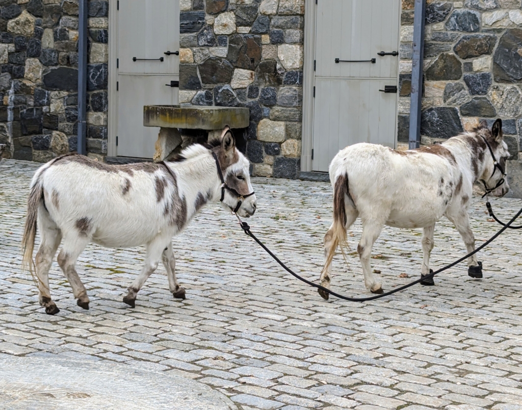 The Martha Stewart Blog : Blog Archive Caring for My Donkeys' Hooves ...