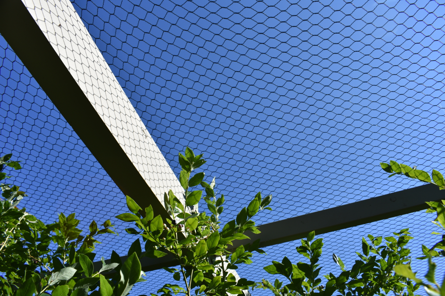 Pruning the Blueberry Bushes at My Farm - The Martha Stewart Blog