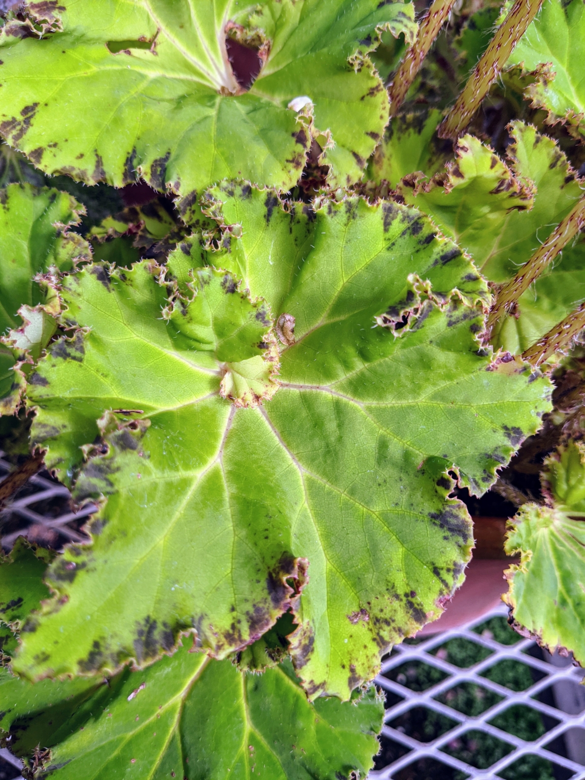 Propagating Begonias from Stem Cuttings in My Greenhouse - The Martha ...