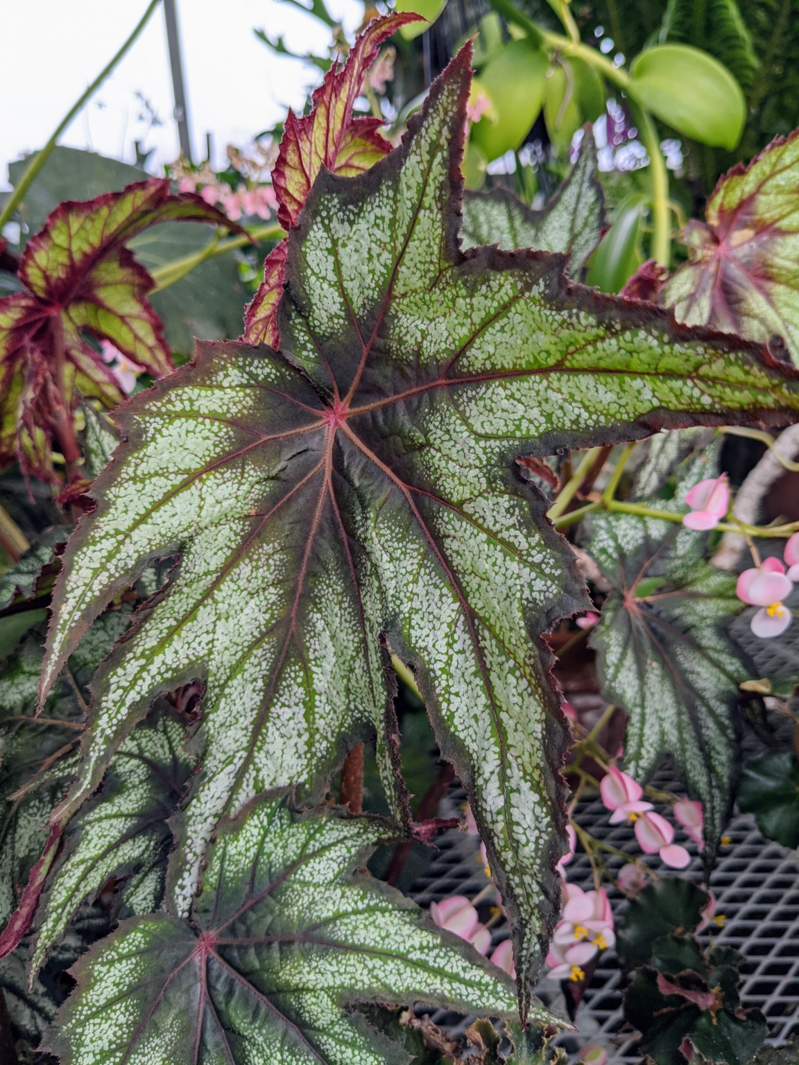 The Martha Stewart Blog : Blog Archive Propagating Begonias from Stem ...
