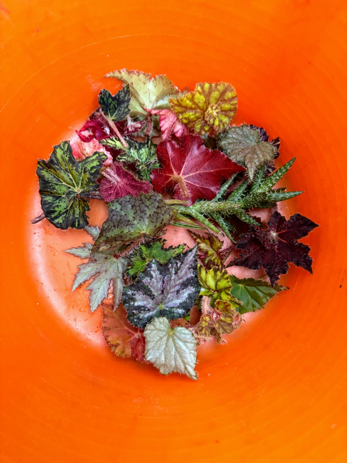 Propagating Begonias from Stem Cuttings in My Greenhouse - The Martha ...