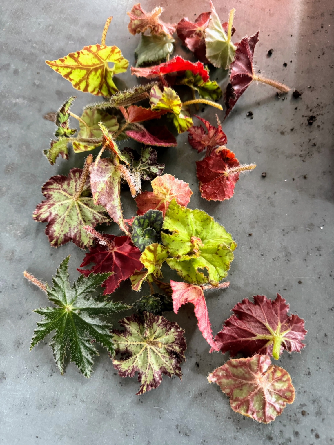 Propagating Begonias from Stem Cuttings in My Greenhouse - The Martha ...
