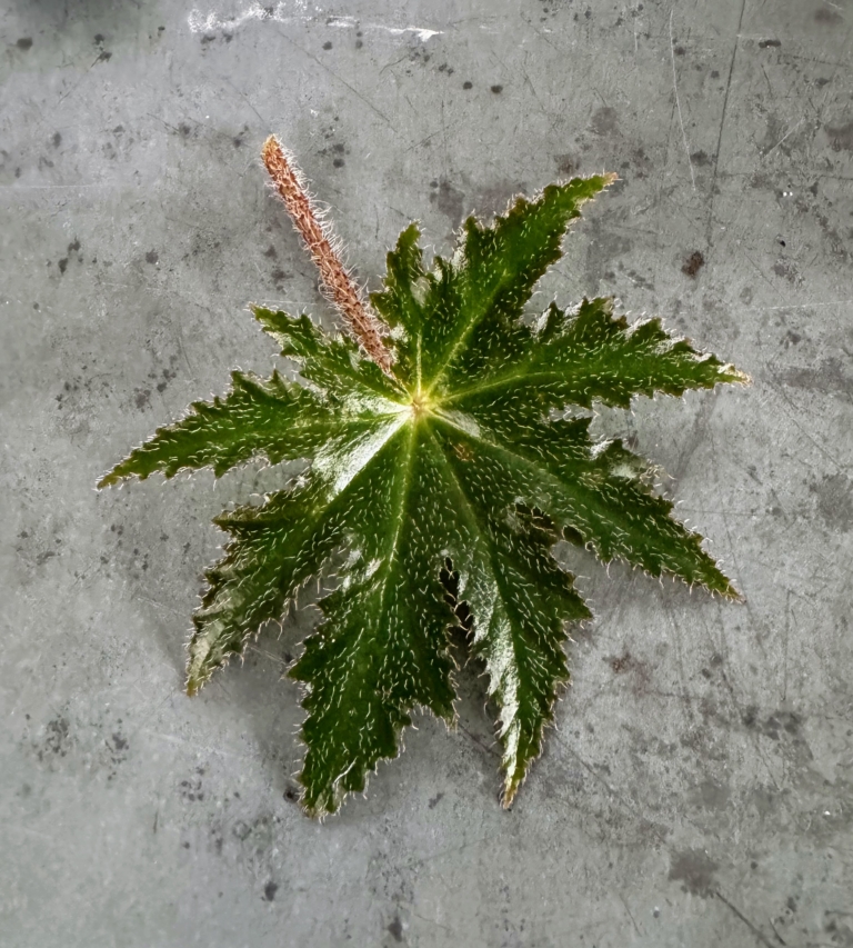 Propagating Begonias from Stem Cuttings in My Greenhouse - The Martha ...
