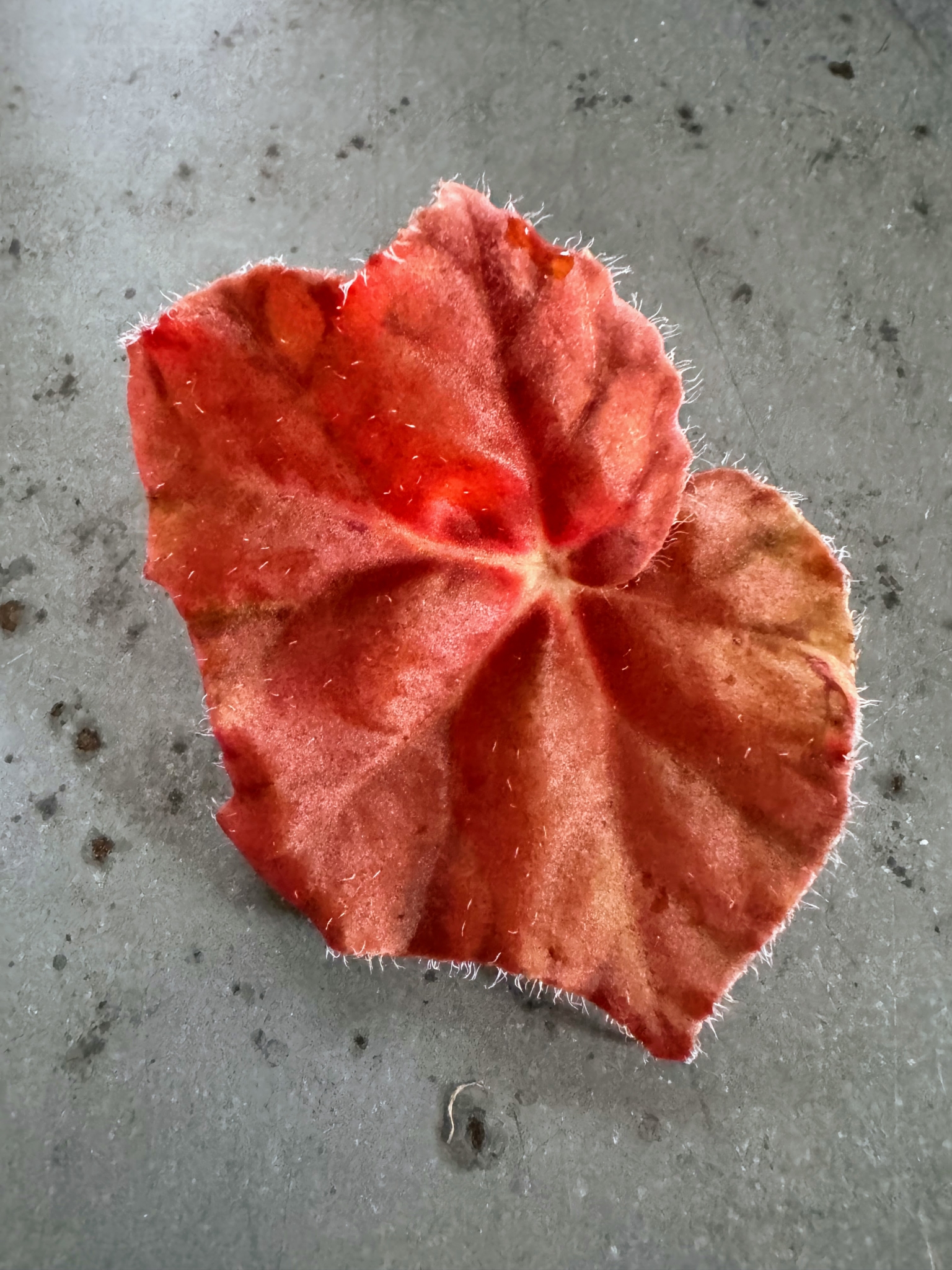 Propagating Begonias from Stem Cuttings in My Greenhouse - The Martha ...