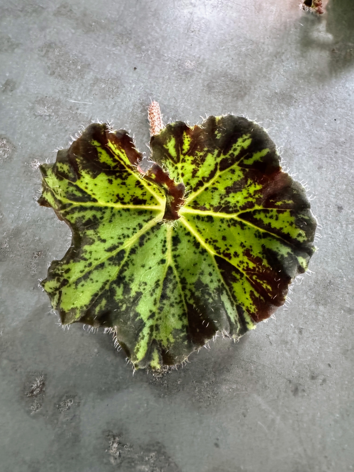 Propagating Begonias from Stem Cuttings in My Greenhouse - The Martha ...