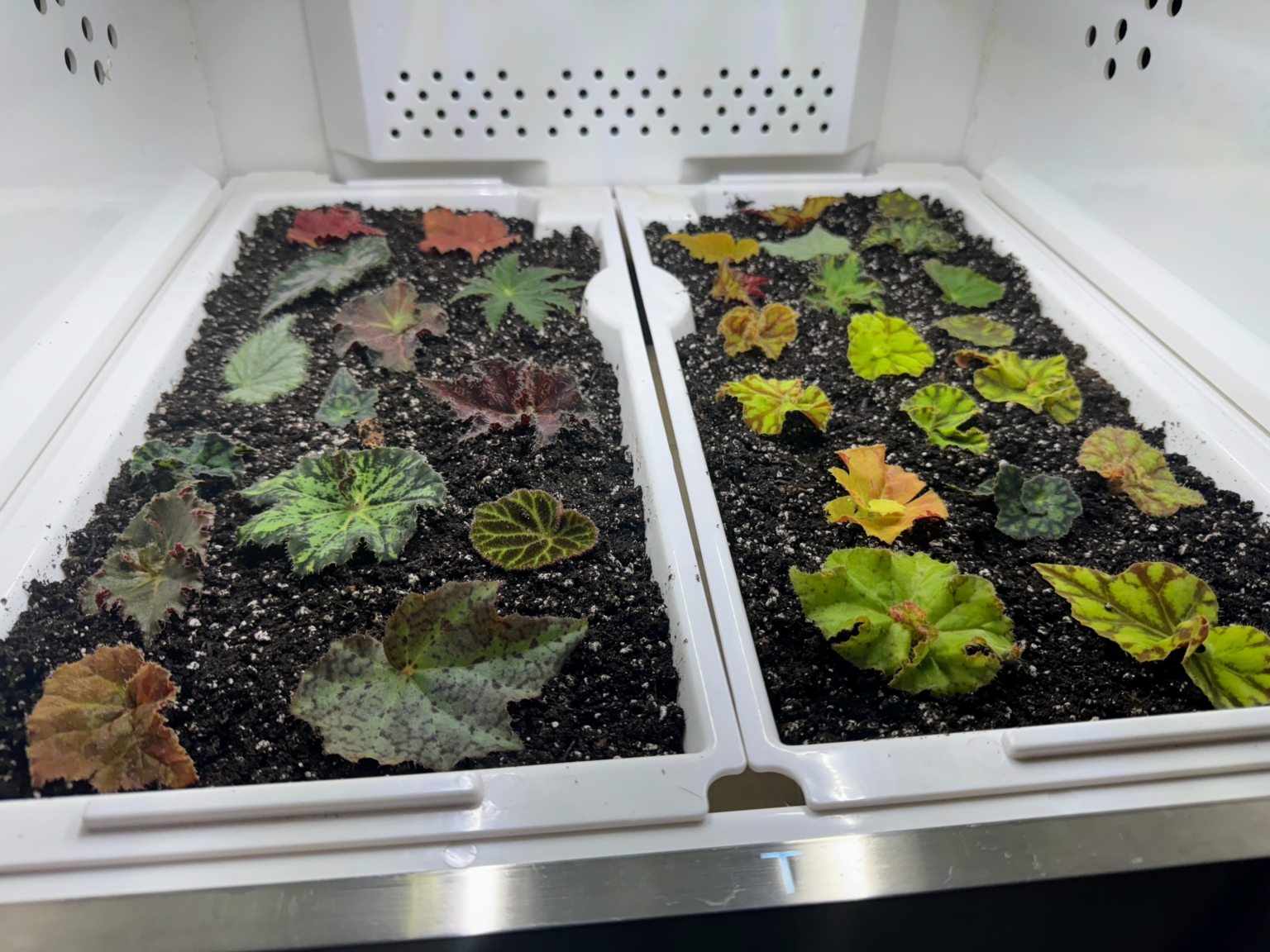The Martha Stewart Blog : Blog Archive Propagating Begonias from Stem ...