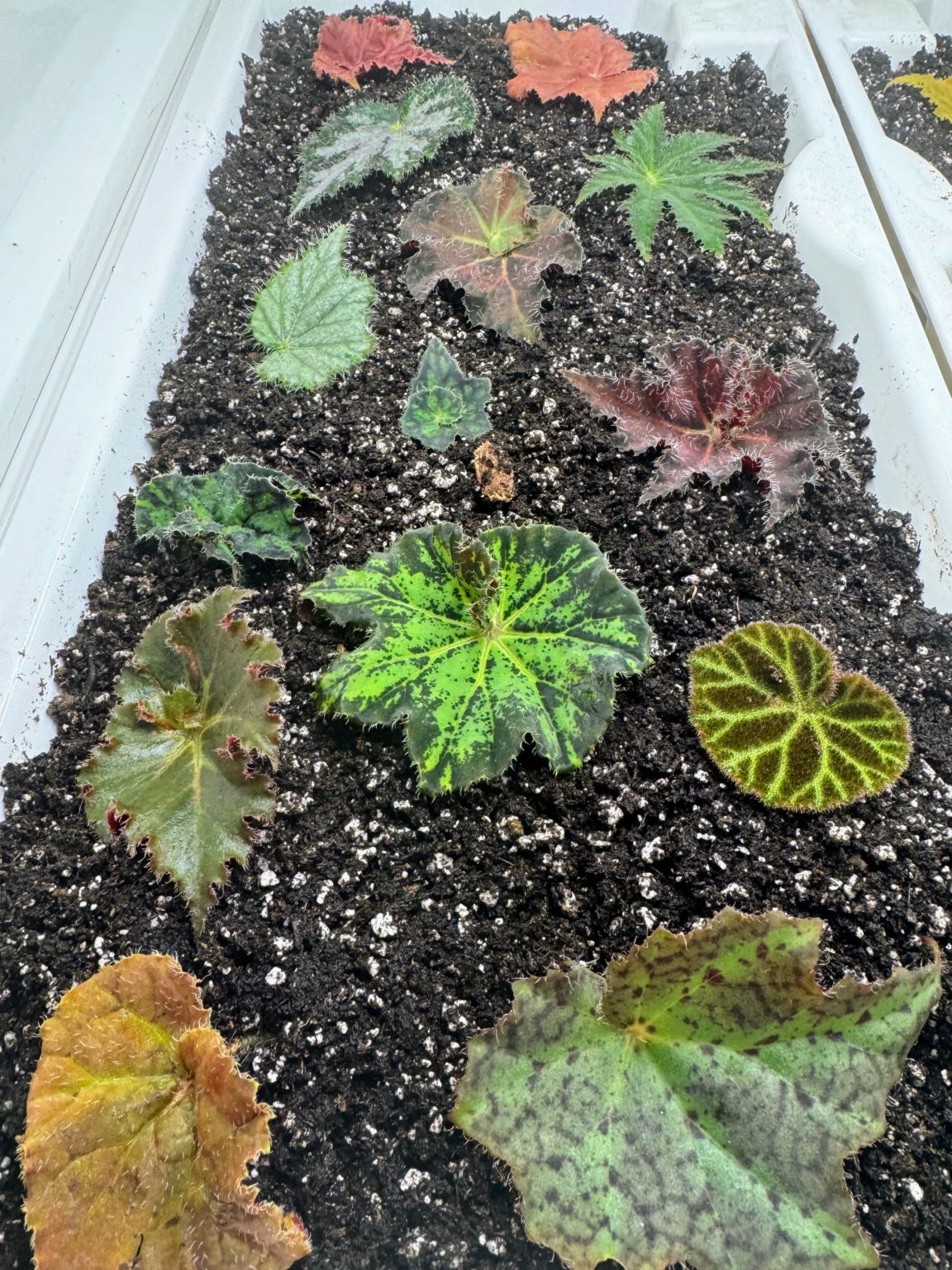 Propagating Begonias from Stem Cuttings in My Greenhouse - The Martha ...