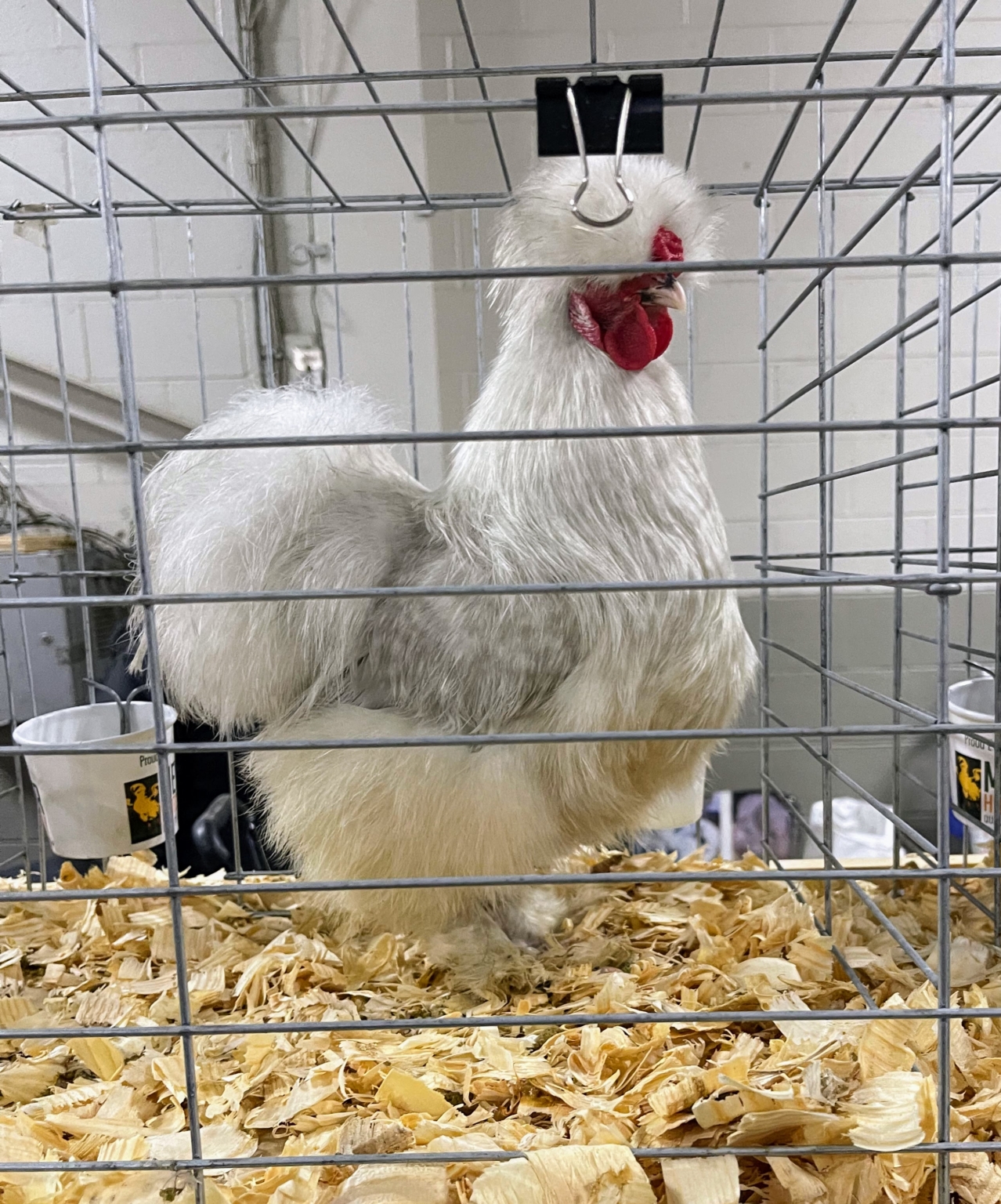The 2024 Northeastern Poultry Congress in Springfield, Massachusetts ...