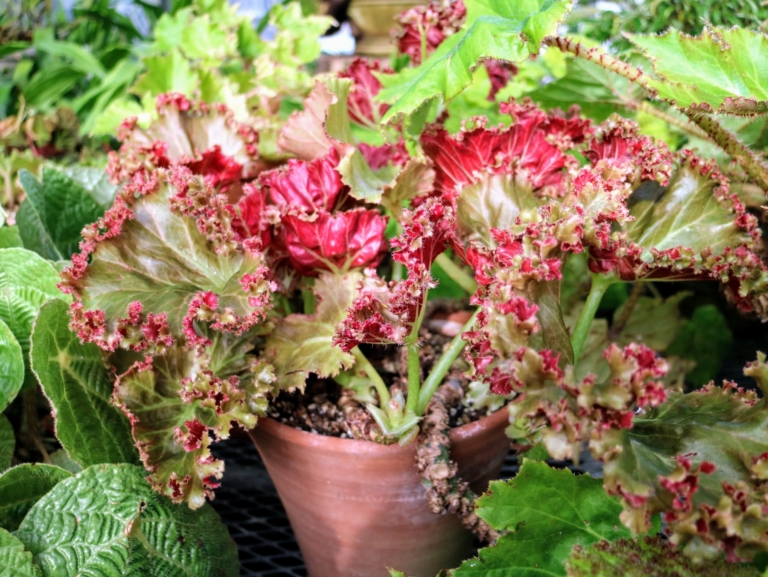 Propagating Begonias from Stem Cuttings in My Greenhouse - The Martha ...