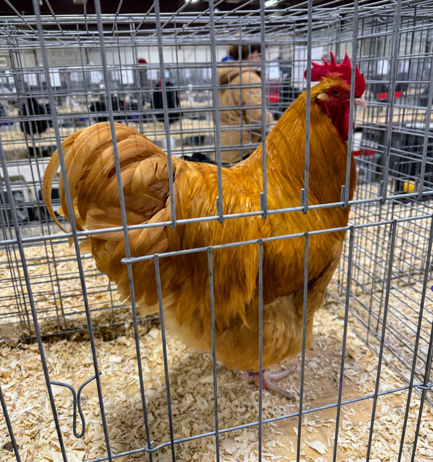 The 2024 Northeastern Poultry Congress in Springfield, Massachusetts ...