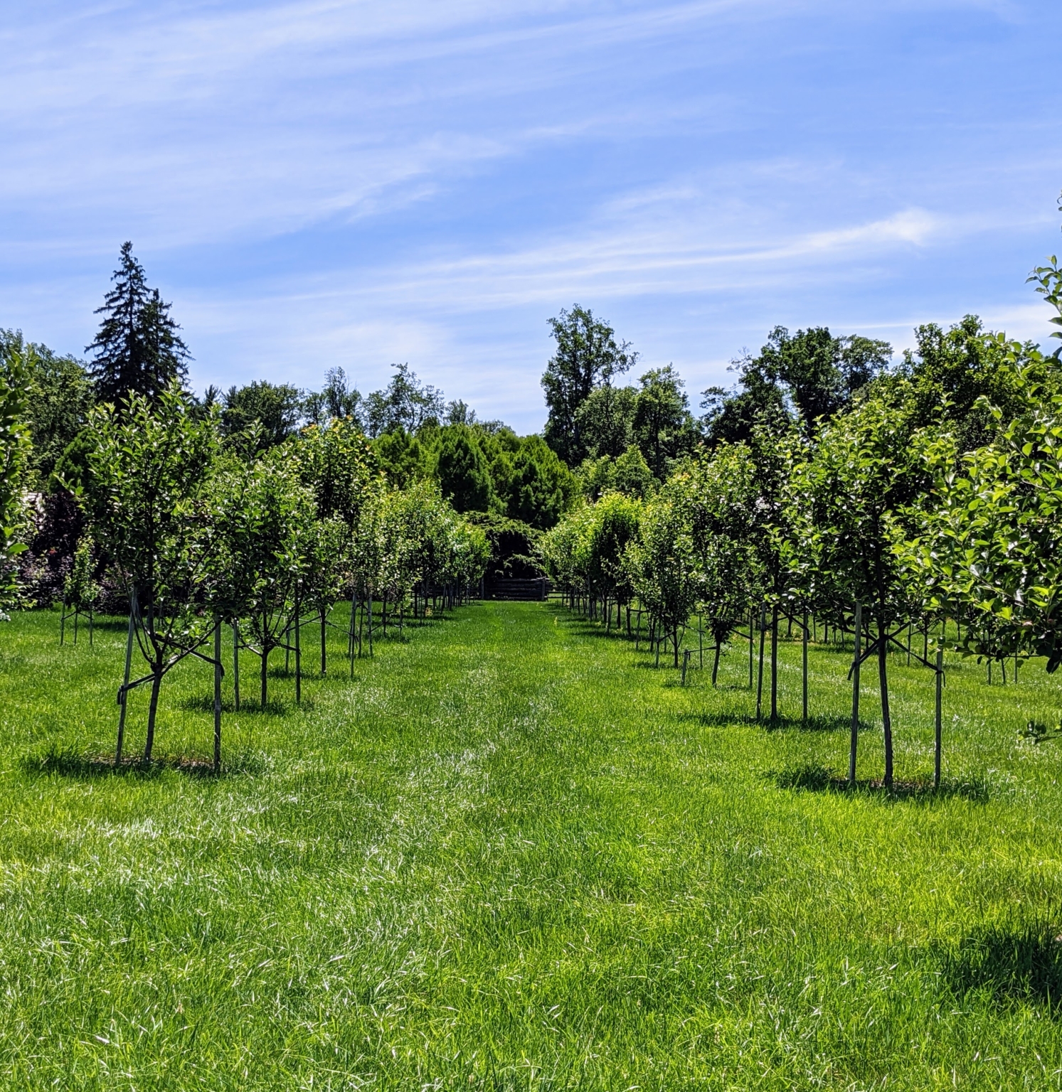 Pruning Trees in the Orchard - The Martha Stewart Blog