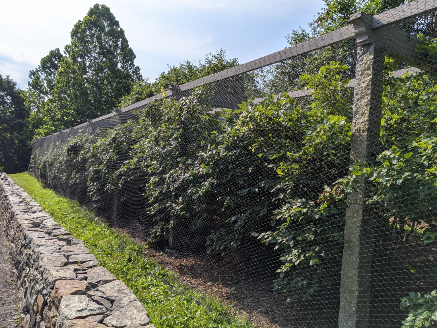 Pruning the Blueberry Bushes at My Farm - The Martha Stewart Blog